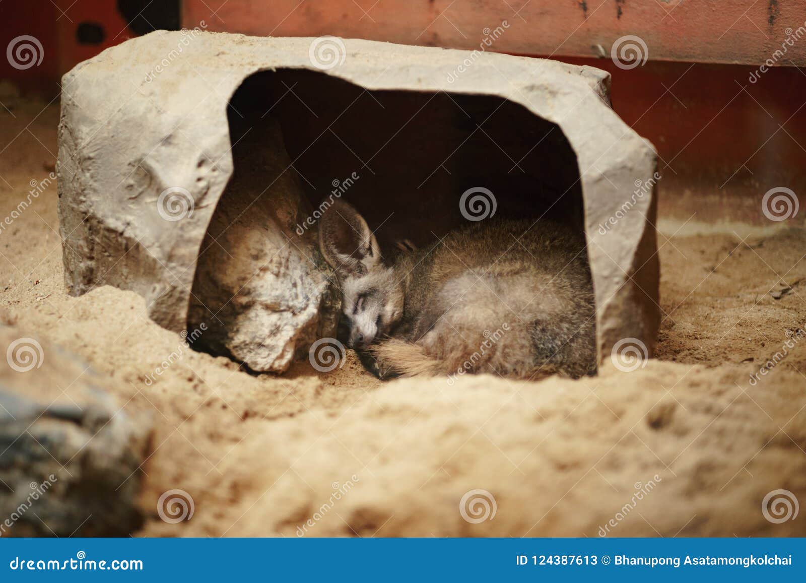 Fox Sleeping in the Tiny Cave at the Zoo Stock Image - Image of nose ...