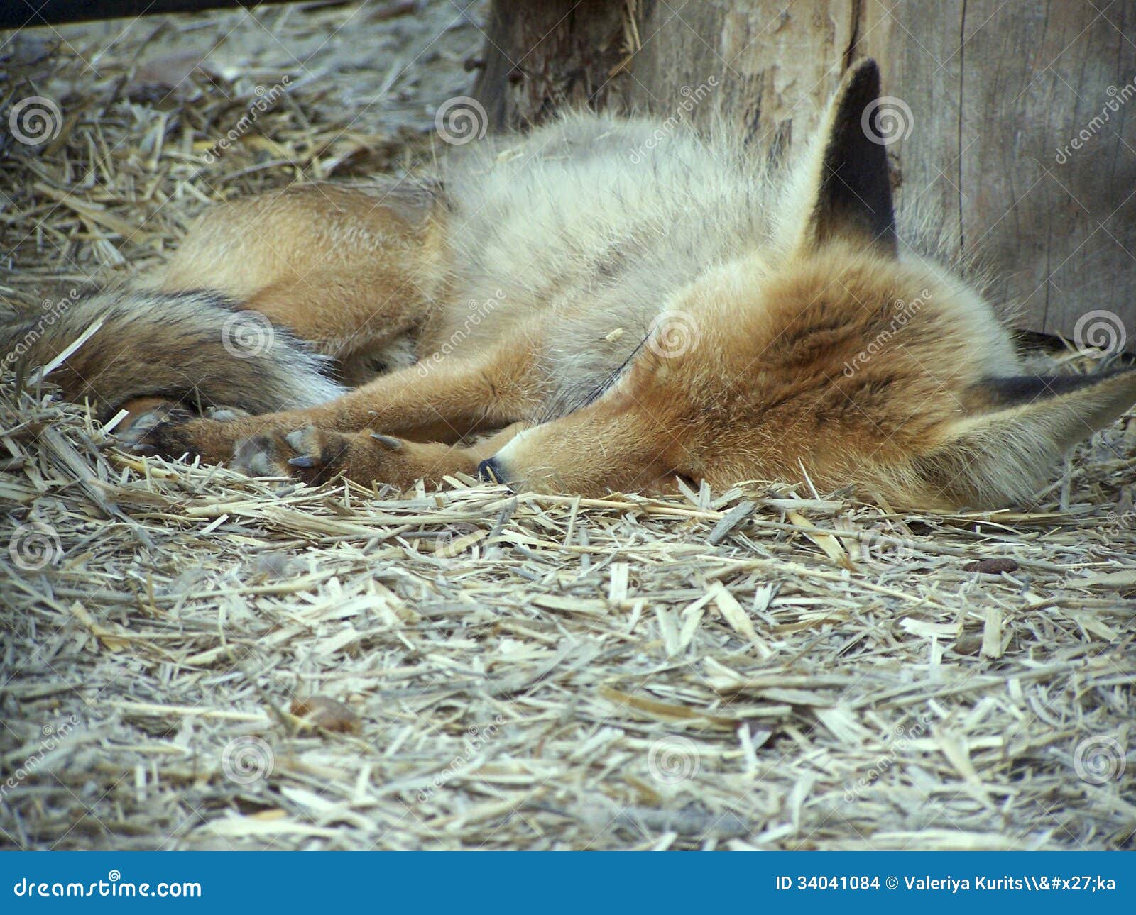Fox sleeps stock photo. Image of lovely, animal, rest - 34041084