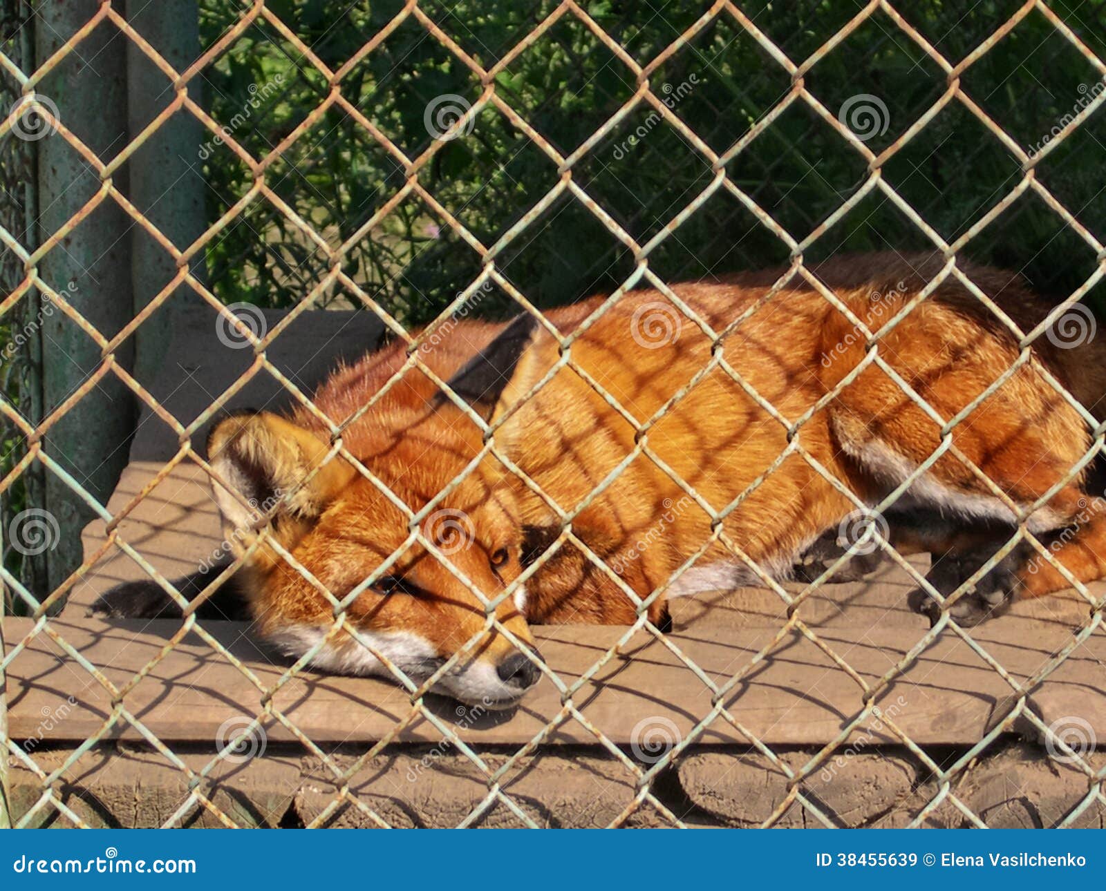 Fox in a Small Cage at a Private Zoo Stock Image - Image of freedom ...