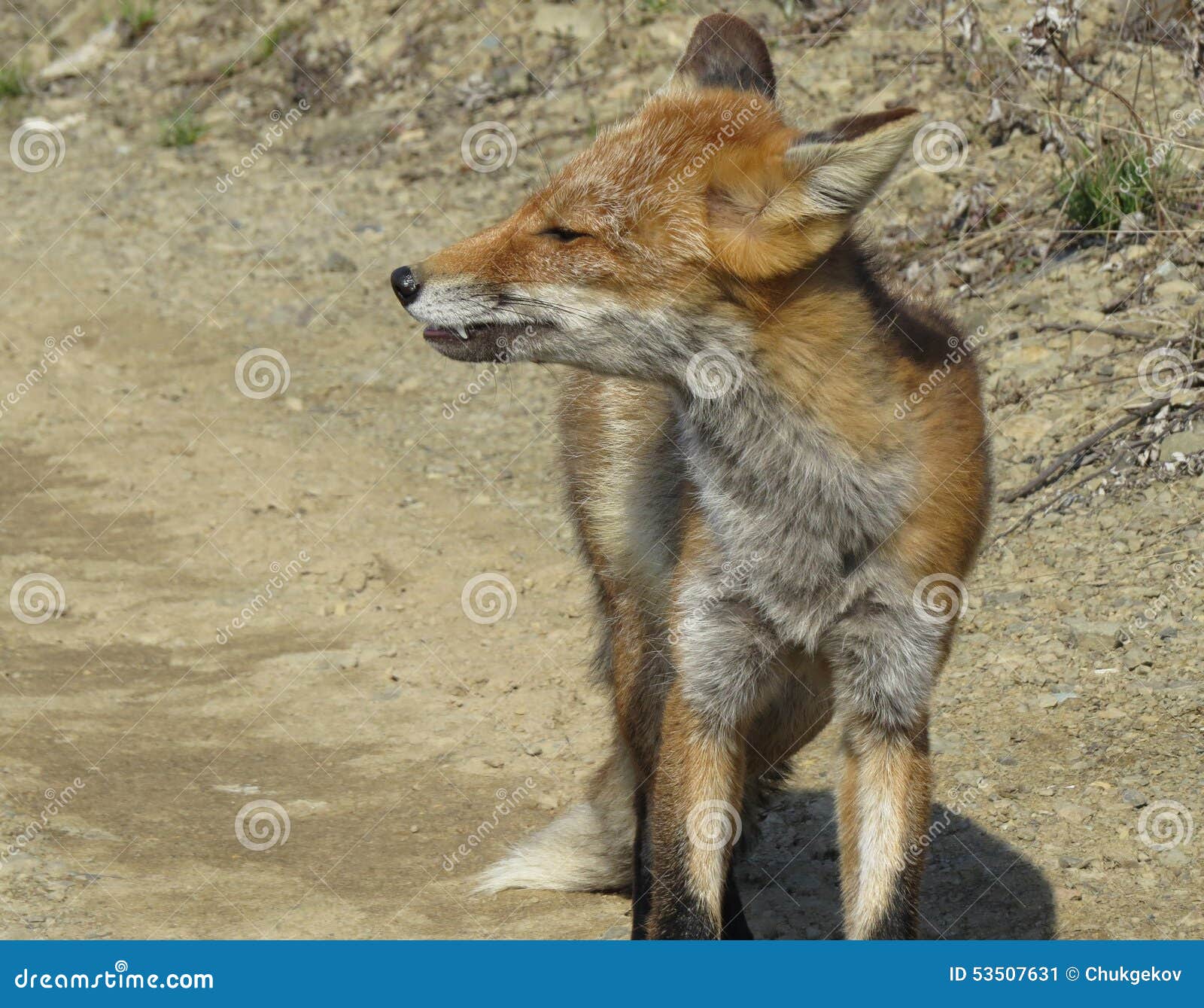 Fox smiles and shows fangs stock image. Image of cute - 53507631