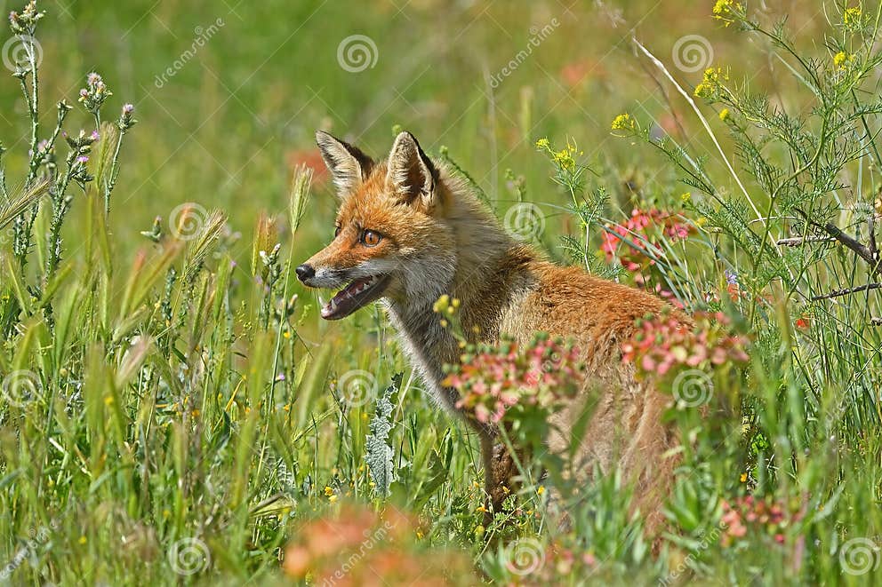 A Fox with Smiling Eyes in Spring Stock Photo - Image of comic, happy ...