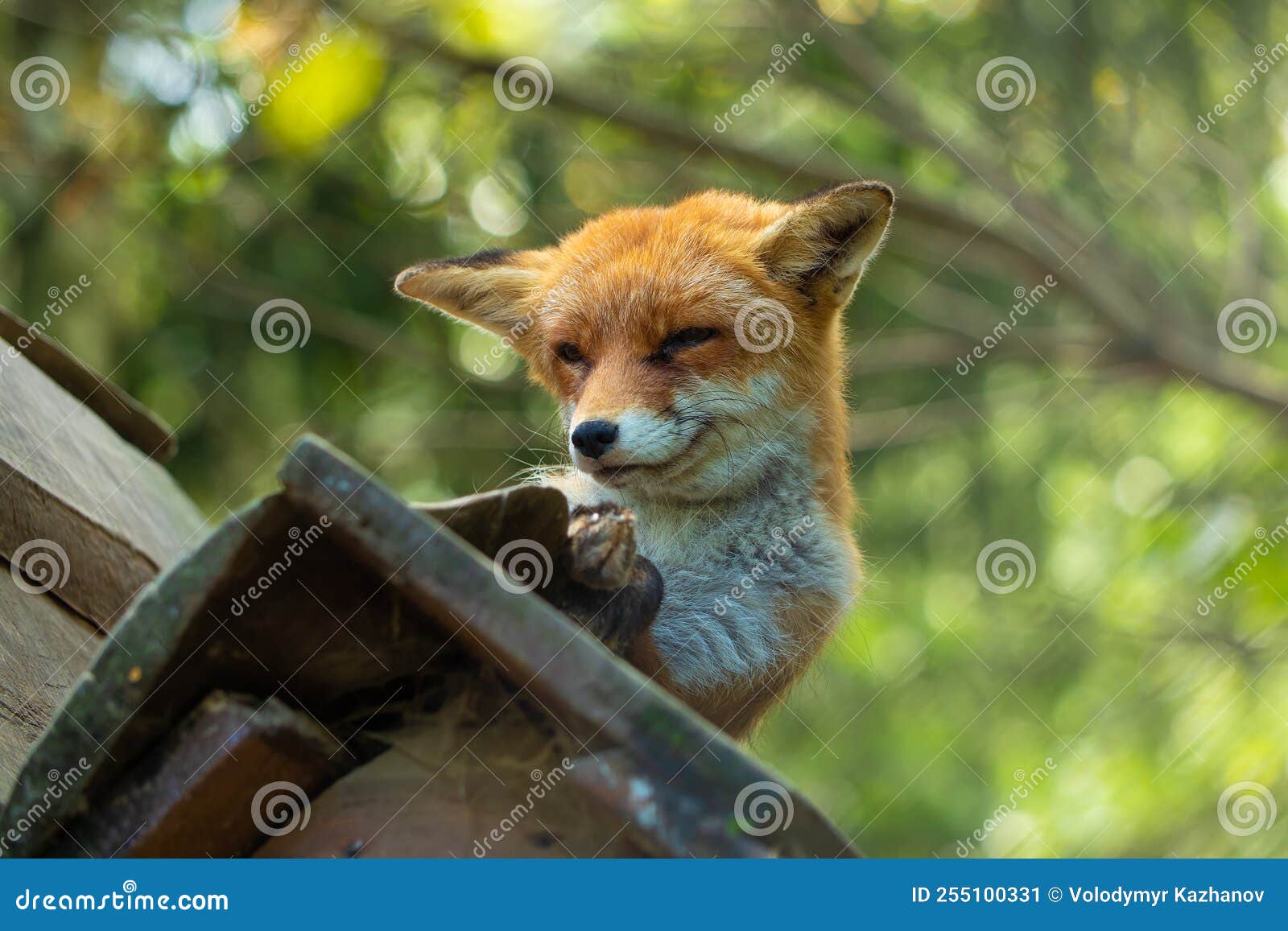 The Fox is Smiling or Sleeping. Animal Close-up Stock Image - Image of ...
