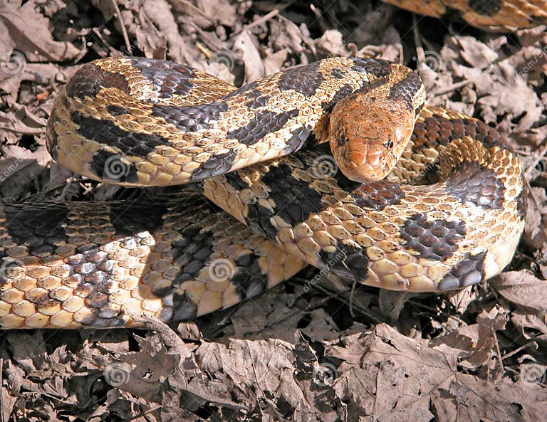 Fox Snake stock photo. Image of coiled, reptilian, ecology - 12058440