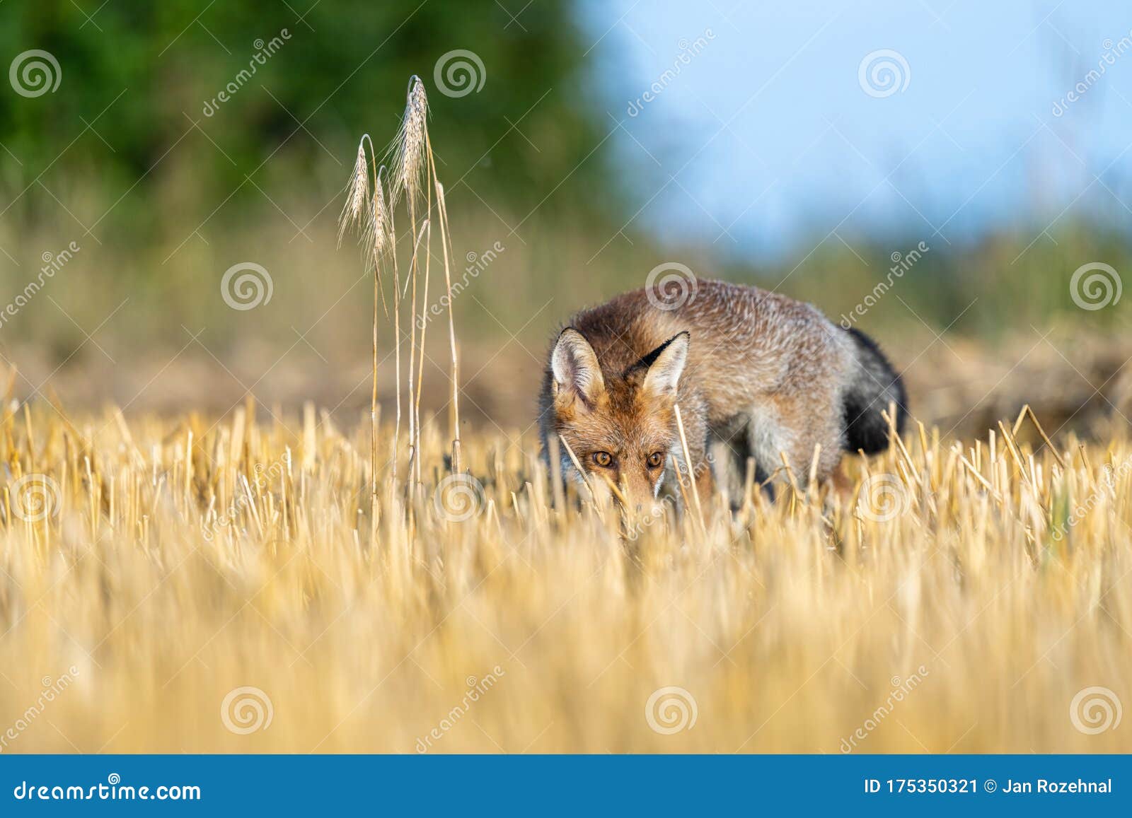 A Fox Sneaking in the Field and Looking Around Stock Image - Image of ...