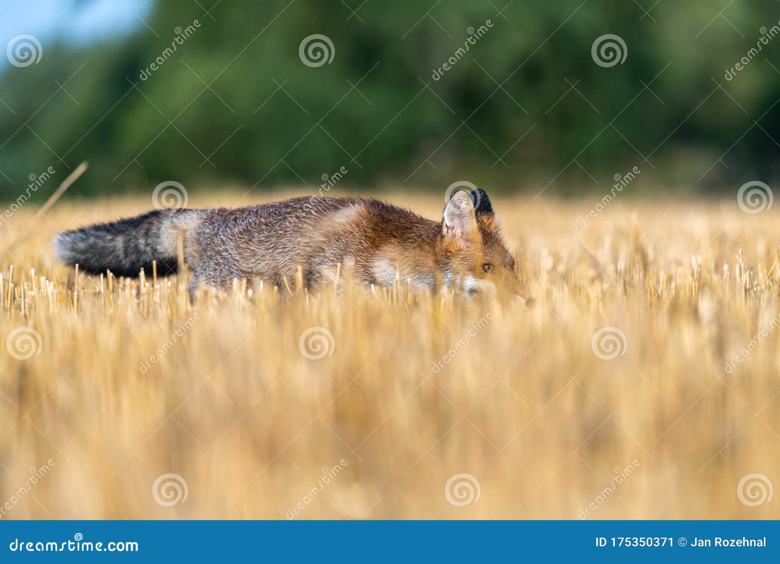 A Fox Sneaking in the Field and Looking Around Stock Image - Image of ...