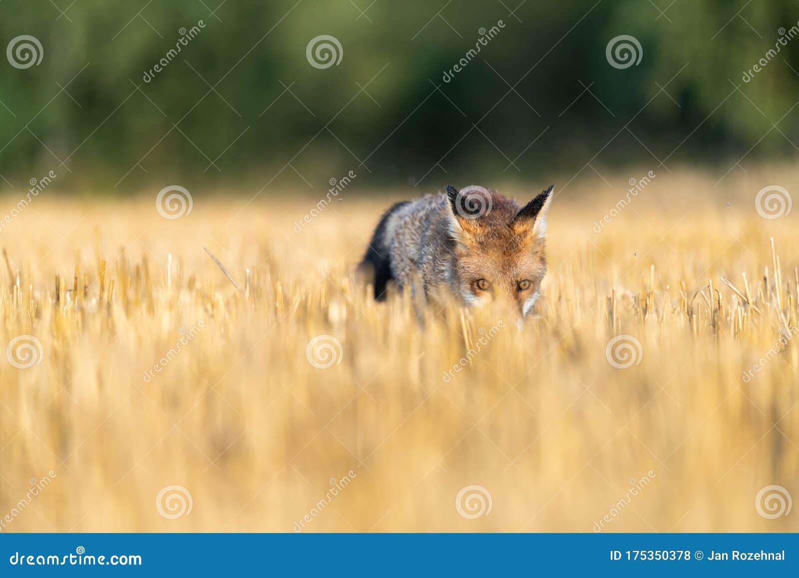 A Fox Sneaking in the Field and Looking Around Stock Photo - Image of ...