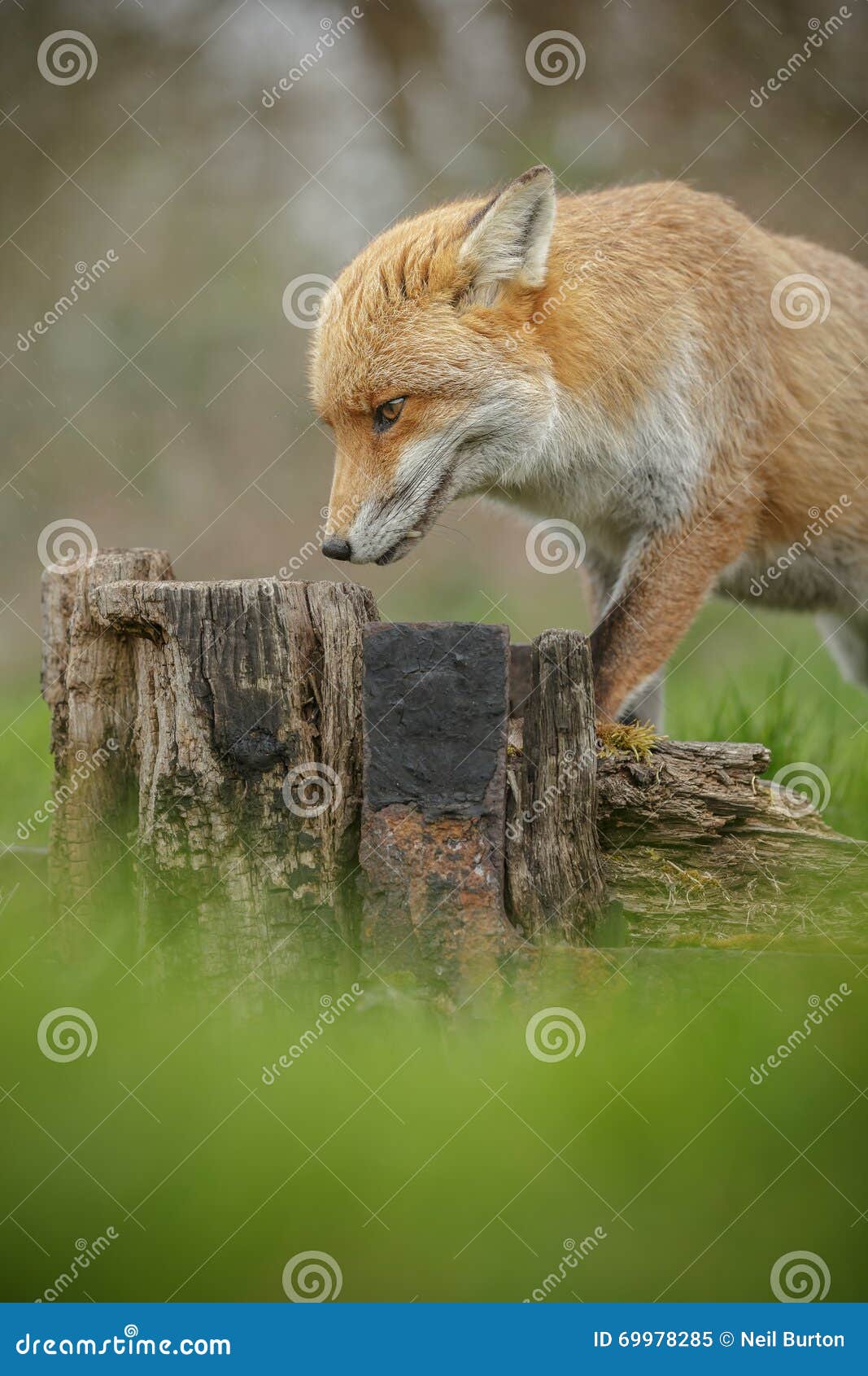 Fox sniffing around stock image. Image of face, brown - 69978285