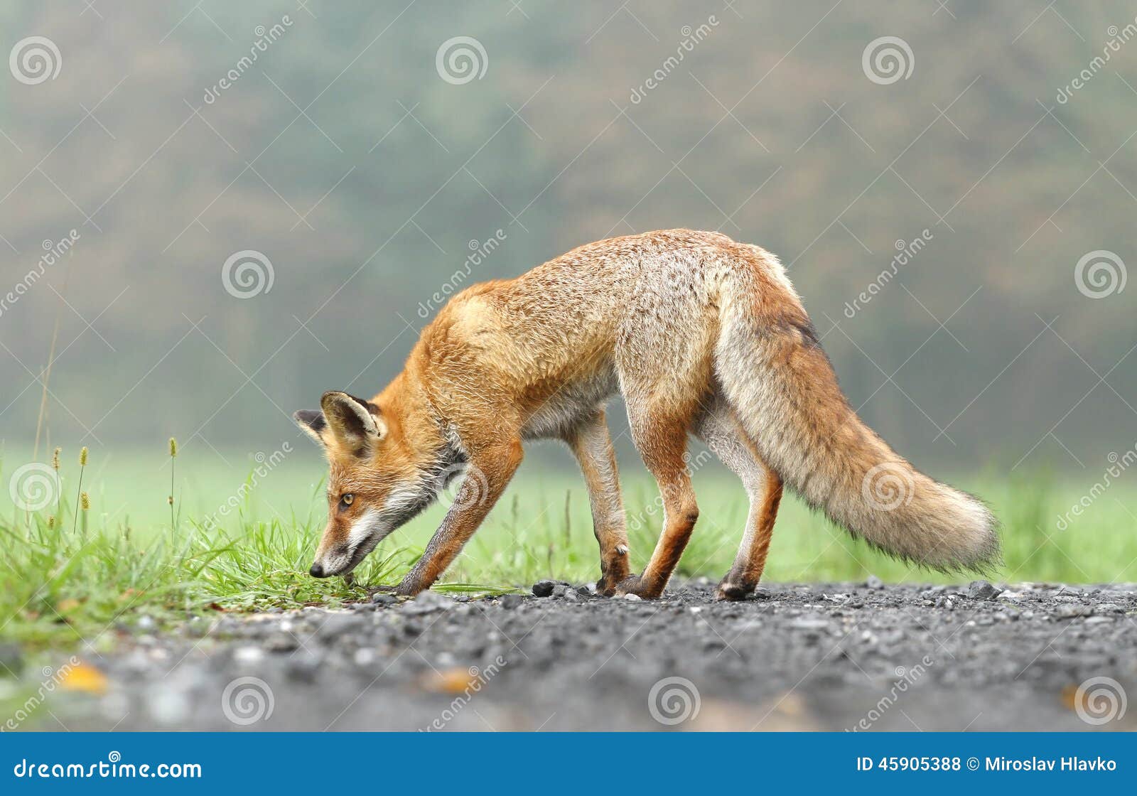 Fox sniffing stock photo. Image of muzzle, predator, hairy - 45905388