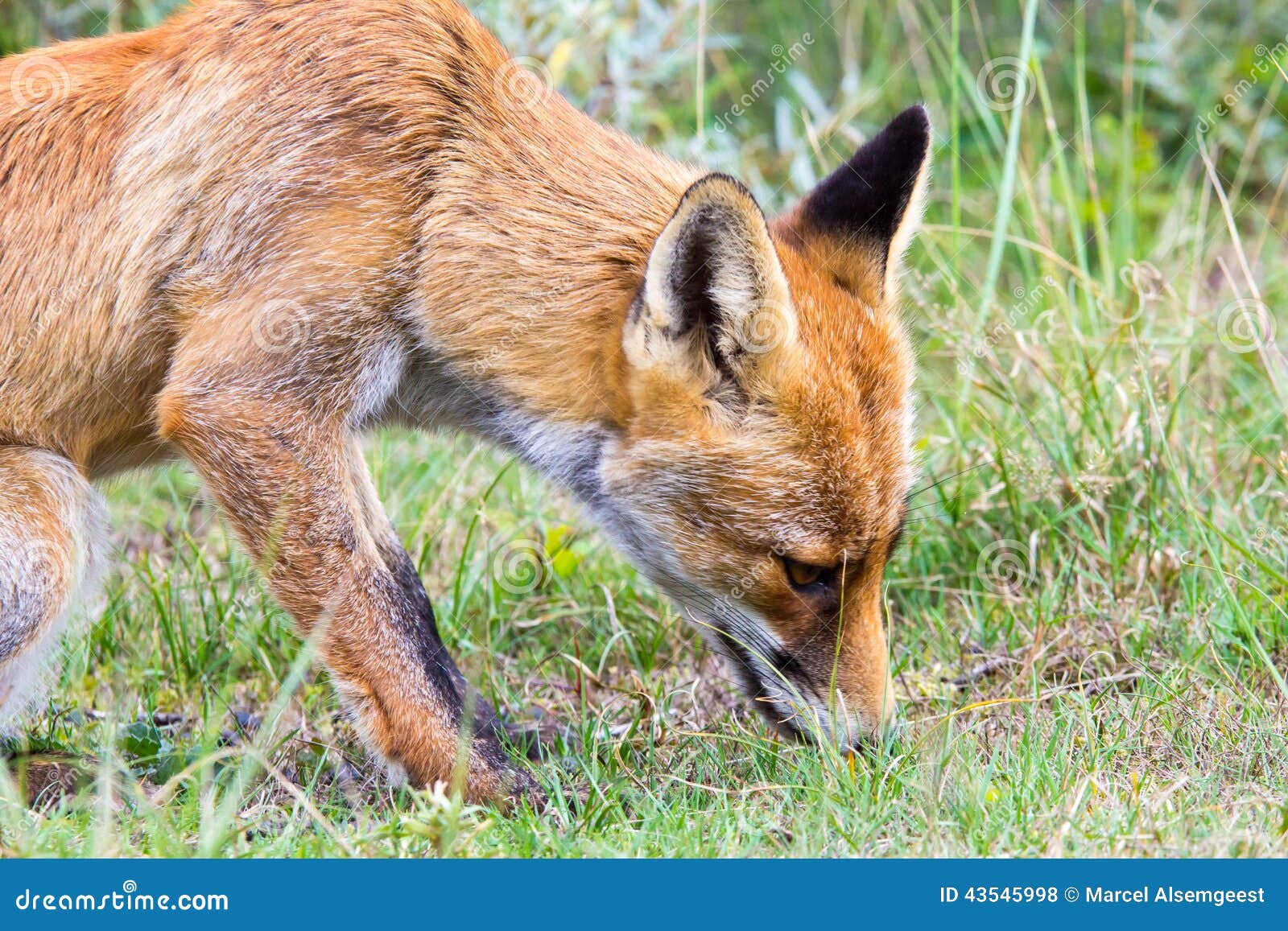 Fox sniffing in the grass stock photo. Image of sniffing - 43545998