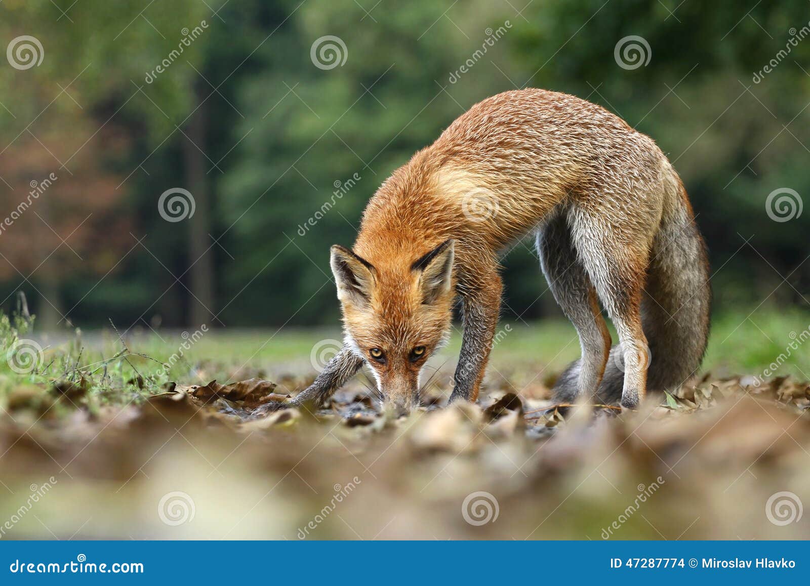 Fox sniffing stock photo. Image of clever, nature, hunter - 47287774