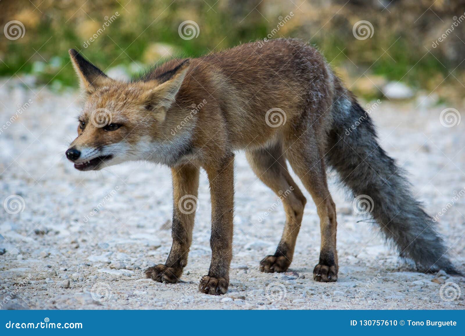 Fox snooping around 1 stock photo. Image of forest, beast - 130757610