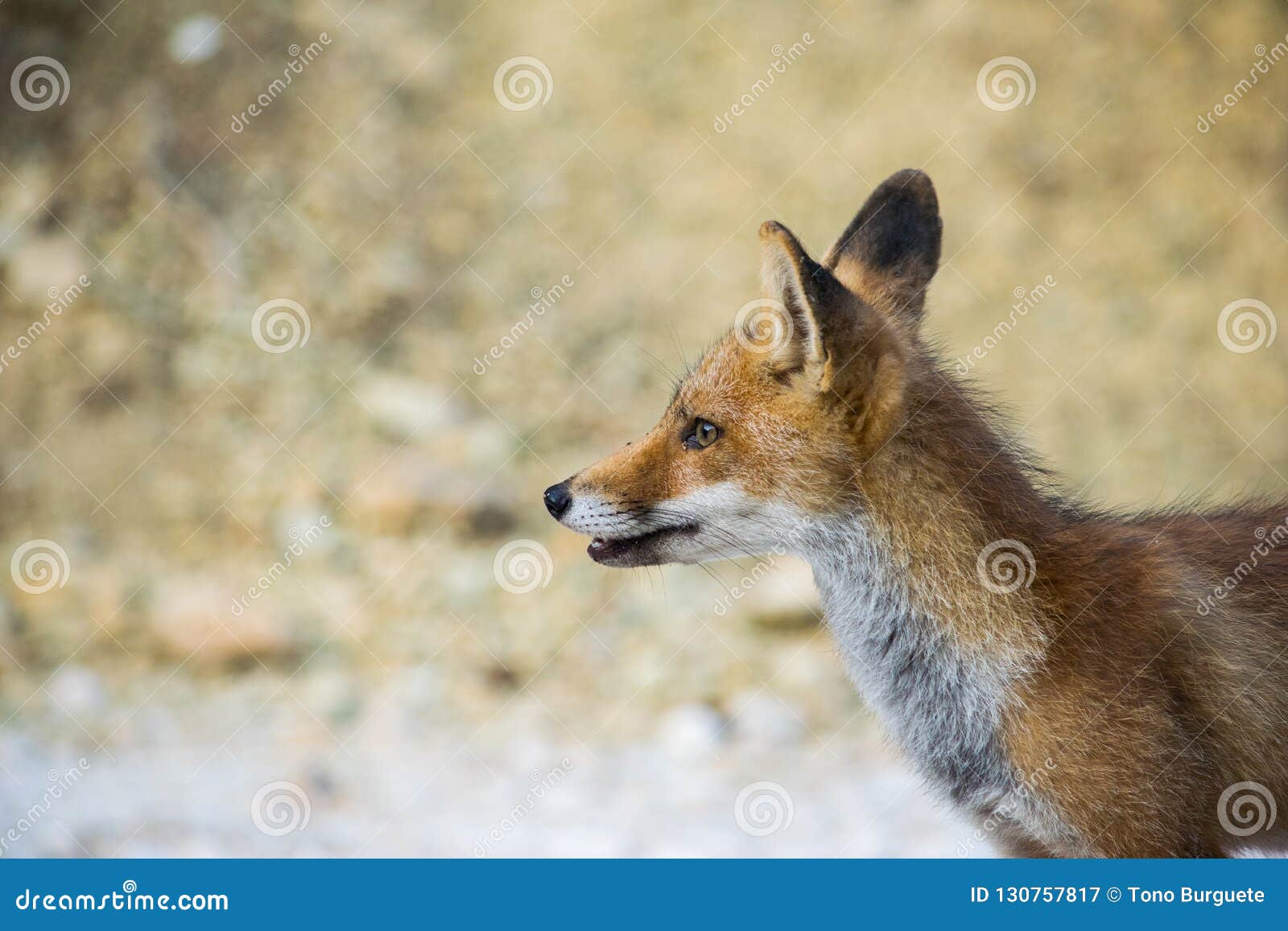 Fox snooping around 4 stock image. Image of snooping - 130757817
