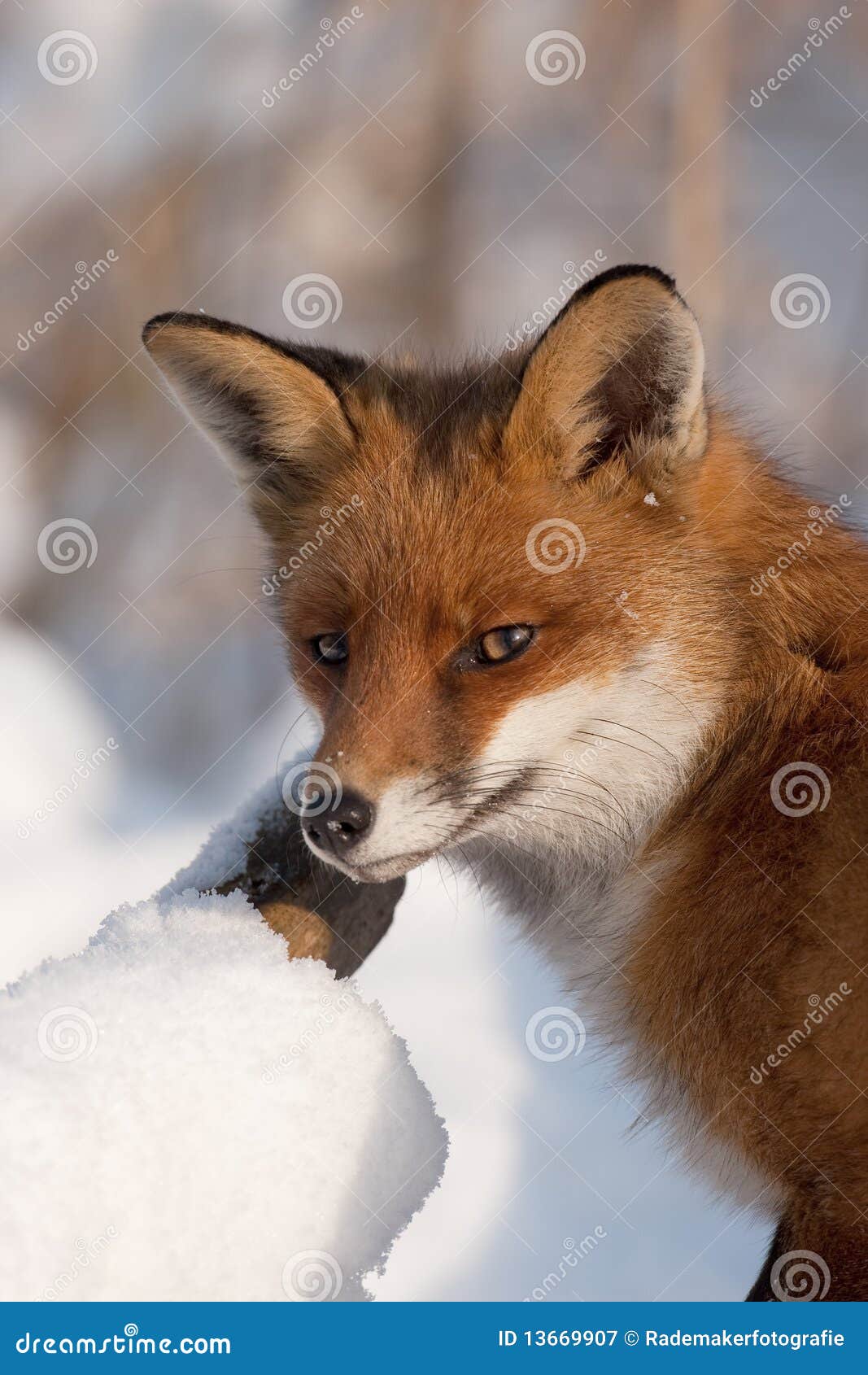 Fox in the snow stock image. Image of forest, color, predator - 13669907