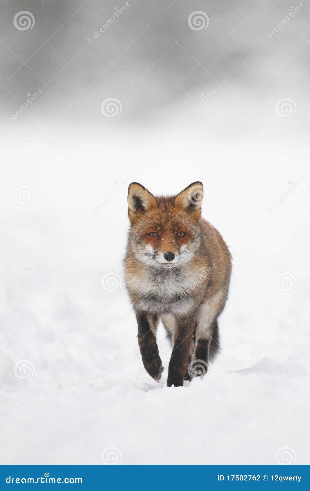 Fox in the snow stock photo. Image of wildlife, sneeuw - 17502762