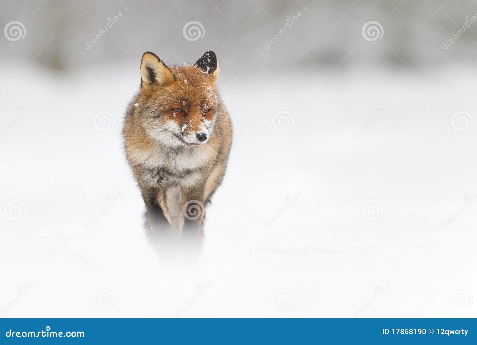 Fox in the snow stock photo. Image of predator, snow - 17868190