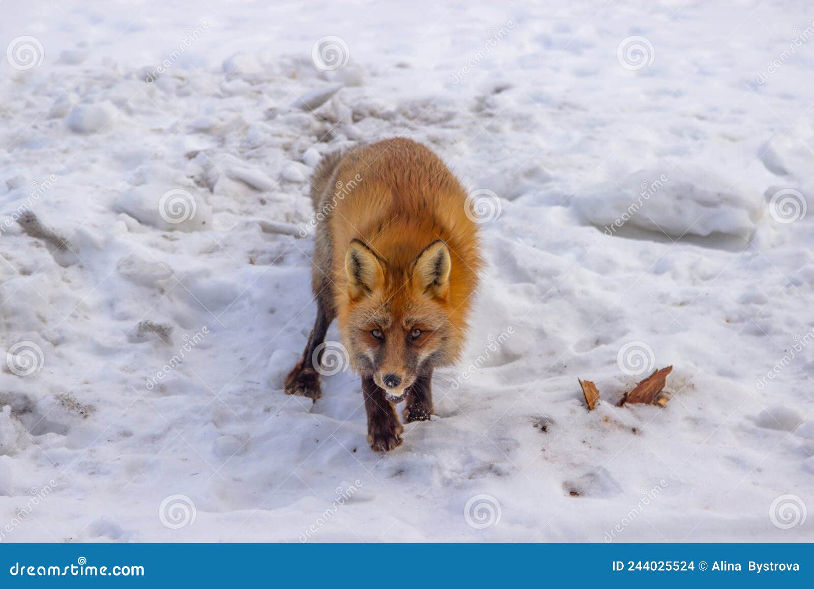 Fox on snow stock photo. Image of nature, wildlife, animal - 244025524