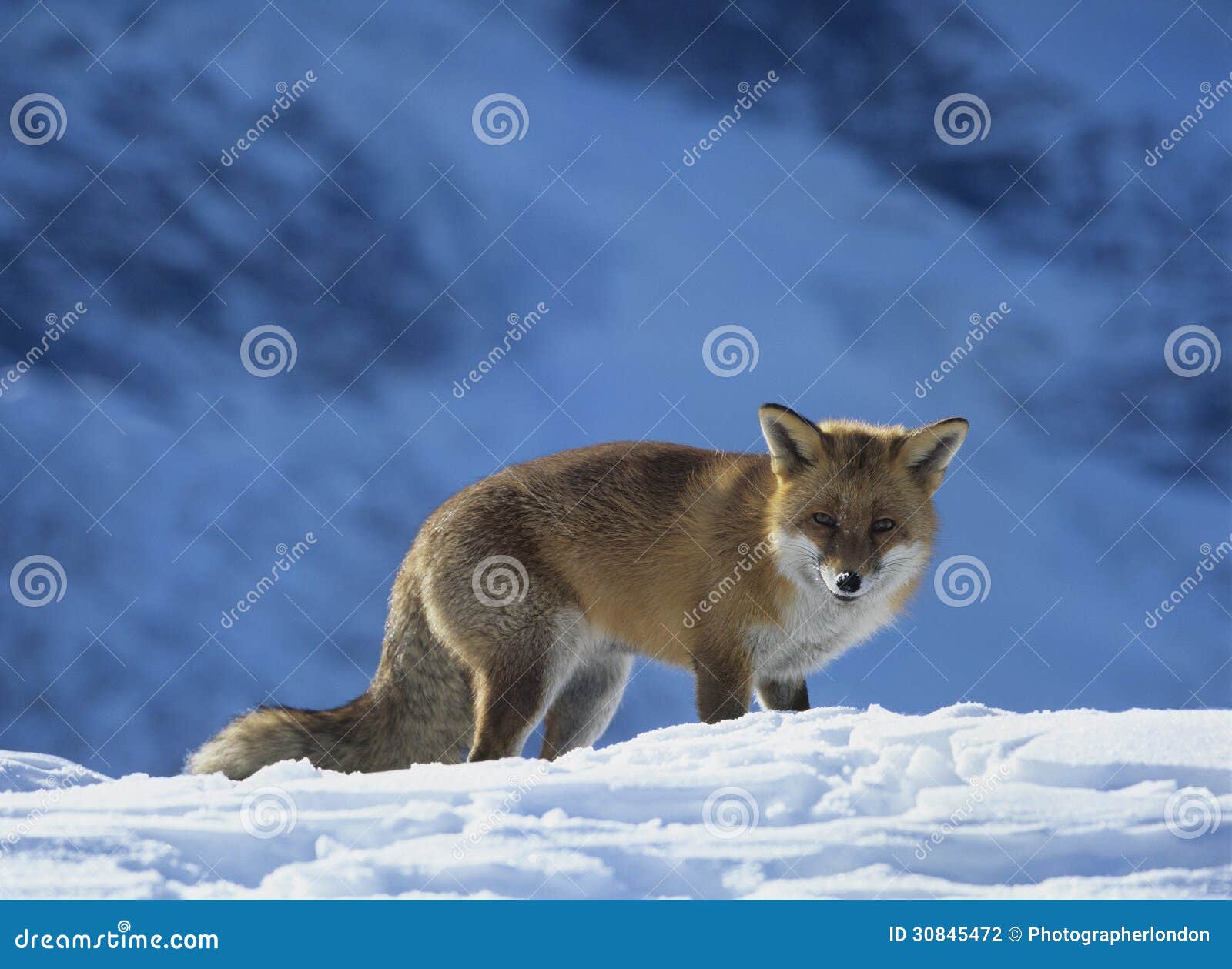 Fox on snow stock photo. Image of full, camera, predator - 30845472