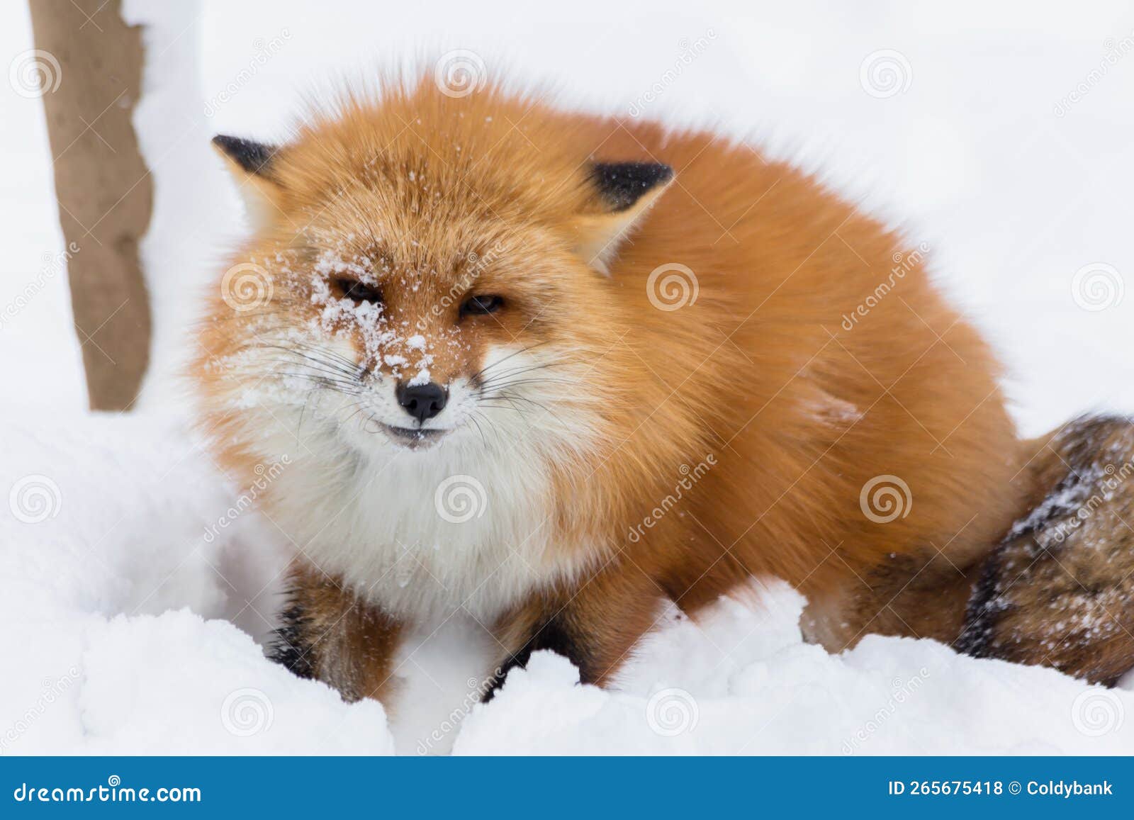 Fox and Snow stock photo. Image of farm, little, babe - 265675418