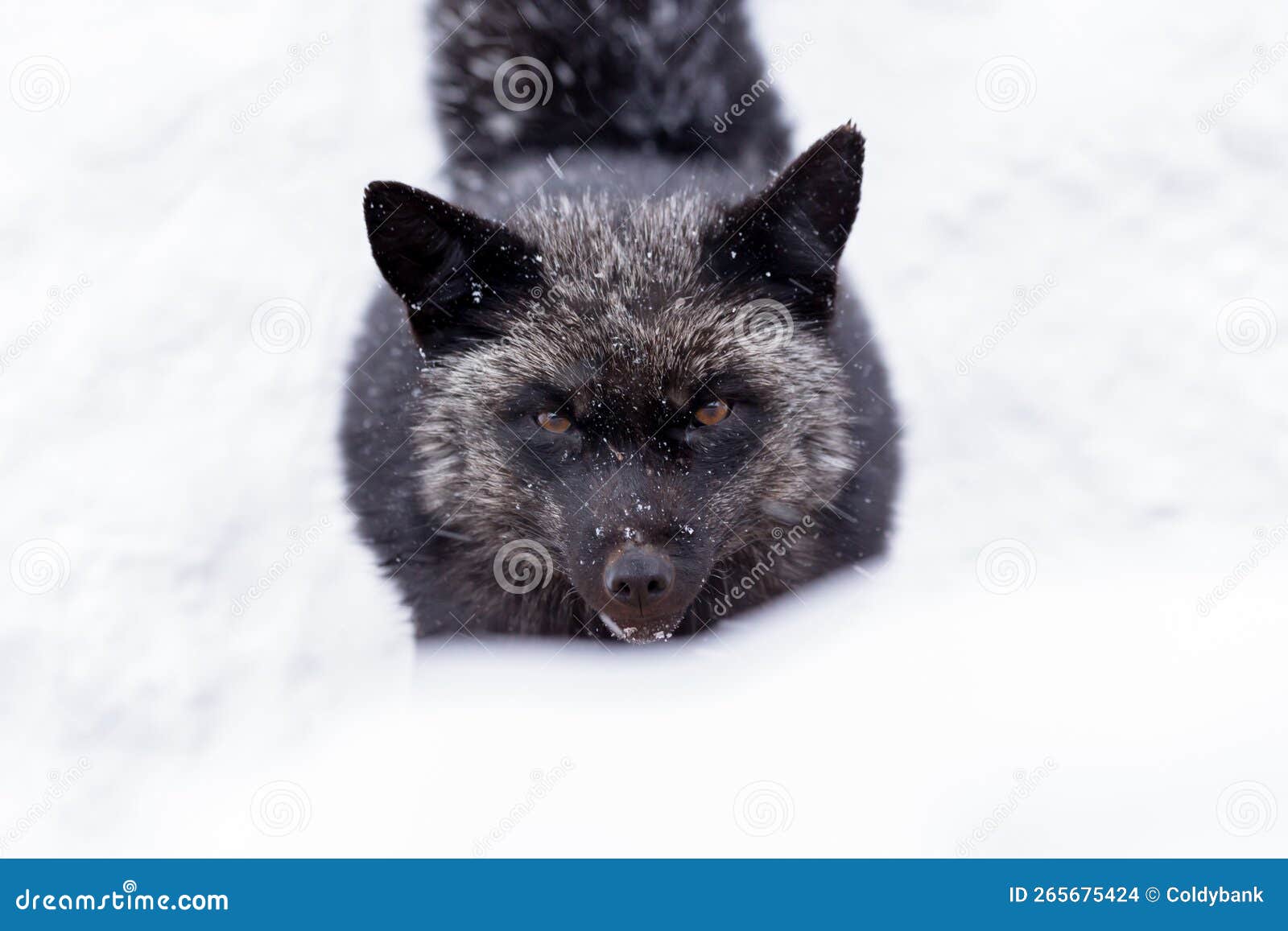 Fox and Snow stock photo. Image of life, grass, animal - 265675424