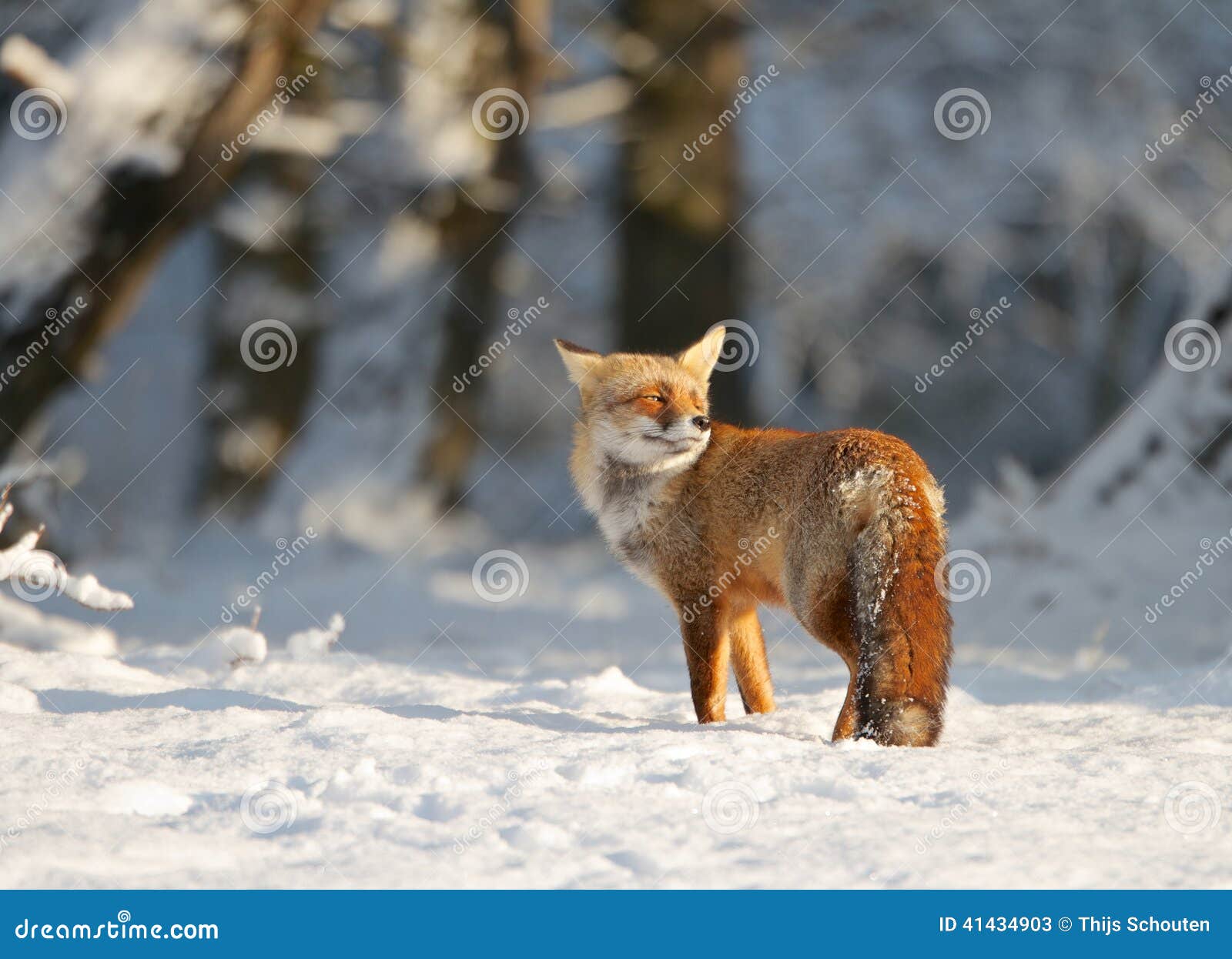 Fox in the snow stock image. Image of north, canine, paws - 41434903