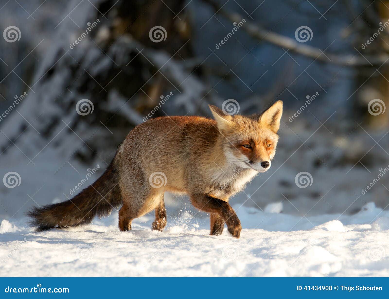 Fox snow stock photo. Image of wild, nature, paws, outdoor - 41434908