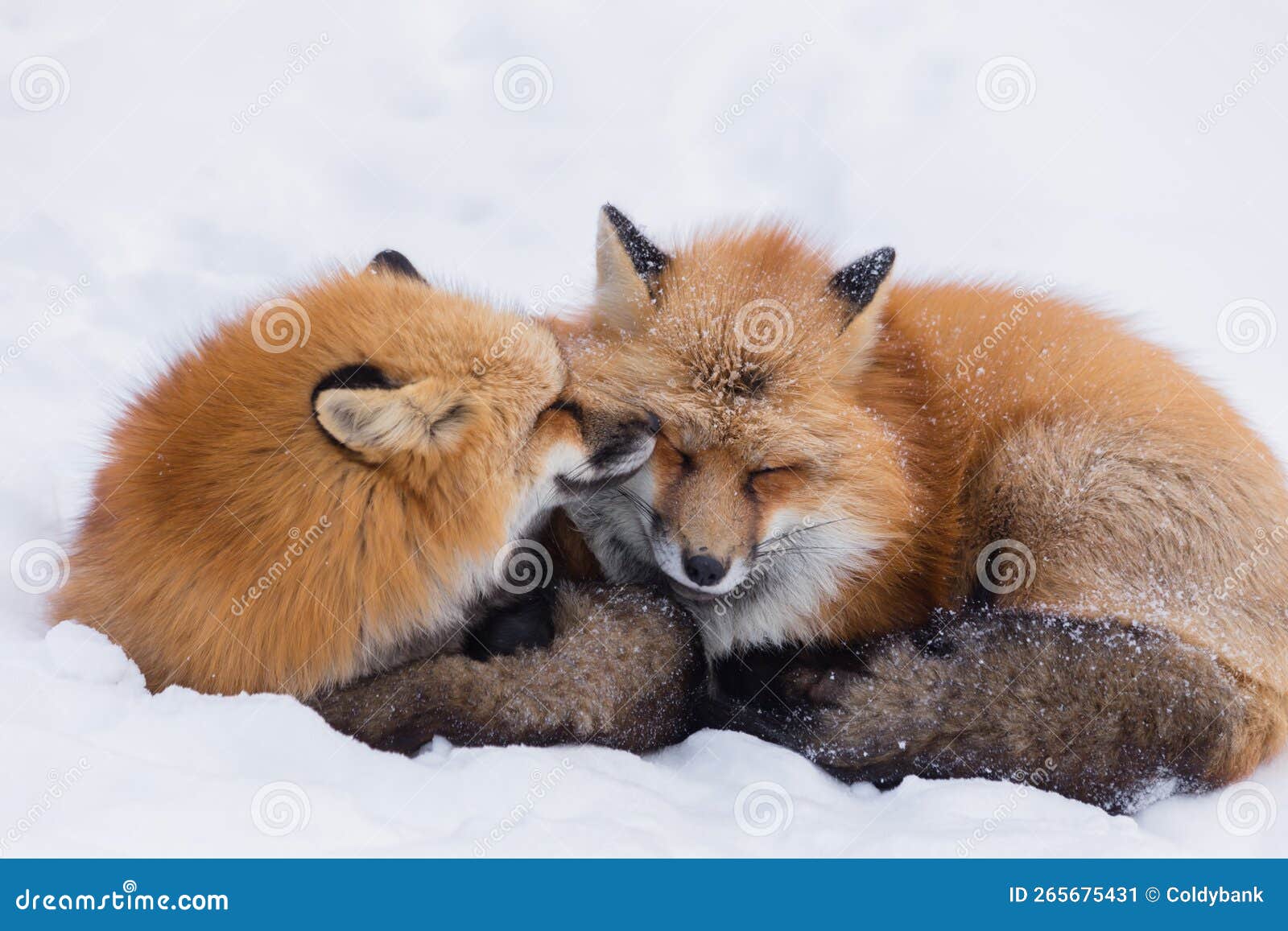 Fox and Snow stock image. Image of natural, farmlampang - 265675431