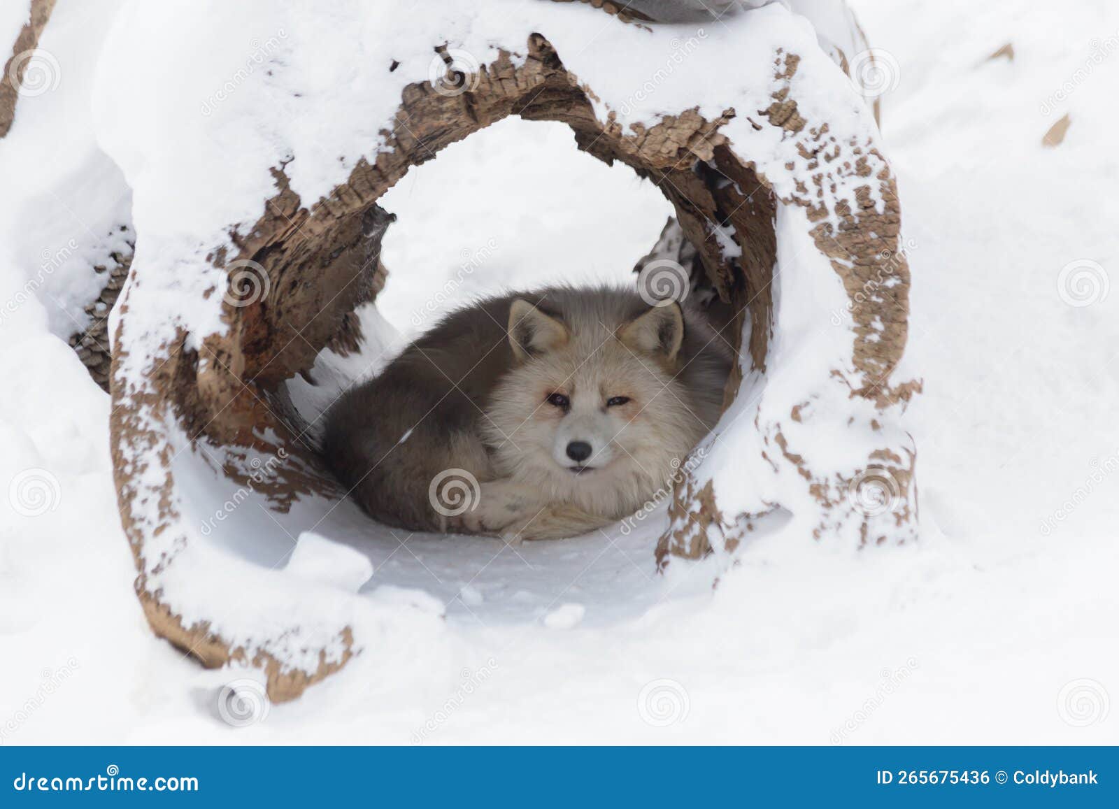 Fox and Snow stock photo. Image of face, friendly, looking - 265675436