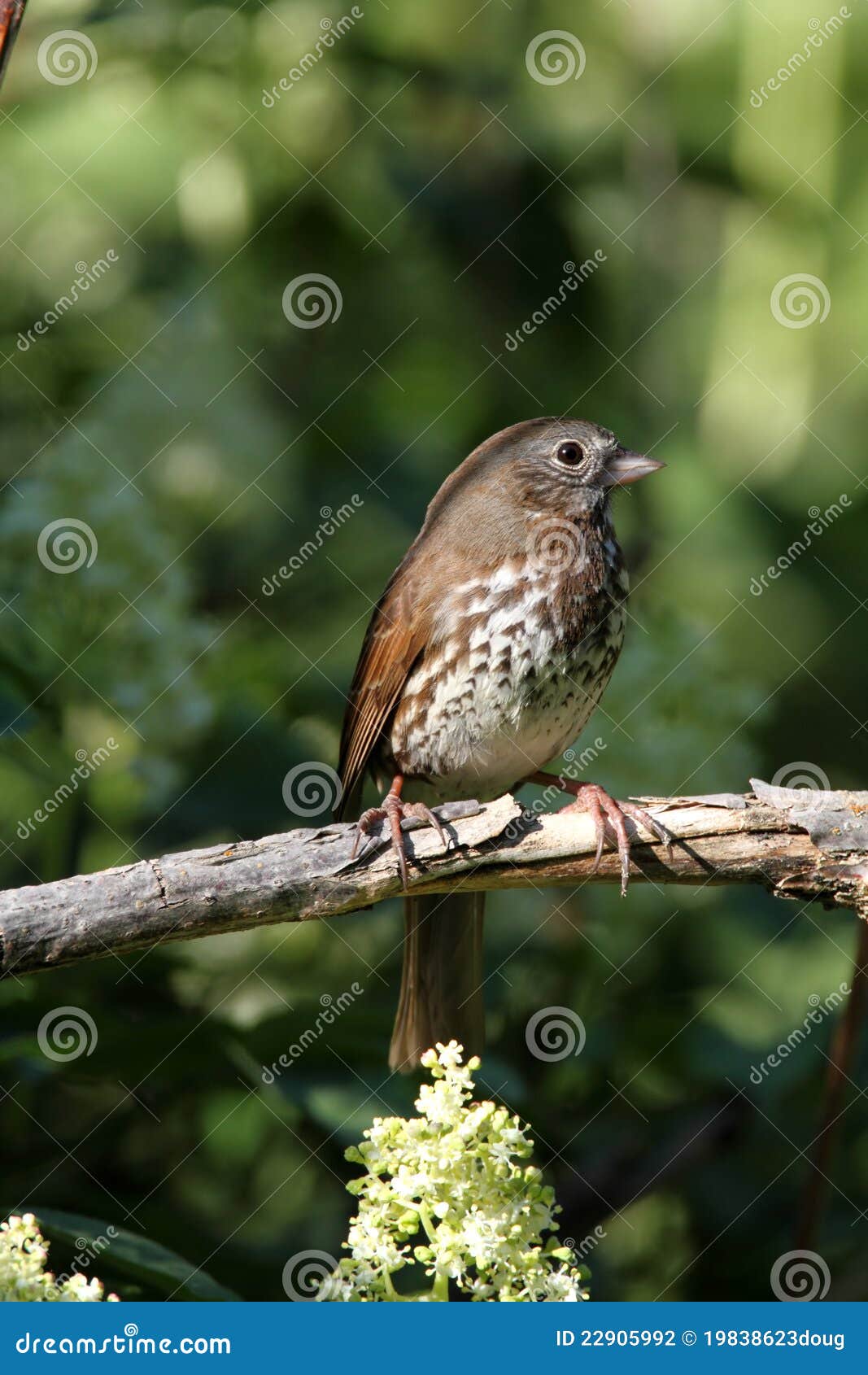 Fox Sparrow stock photo. Image of tail, bird, flower - 22905992