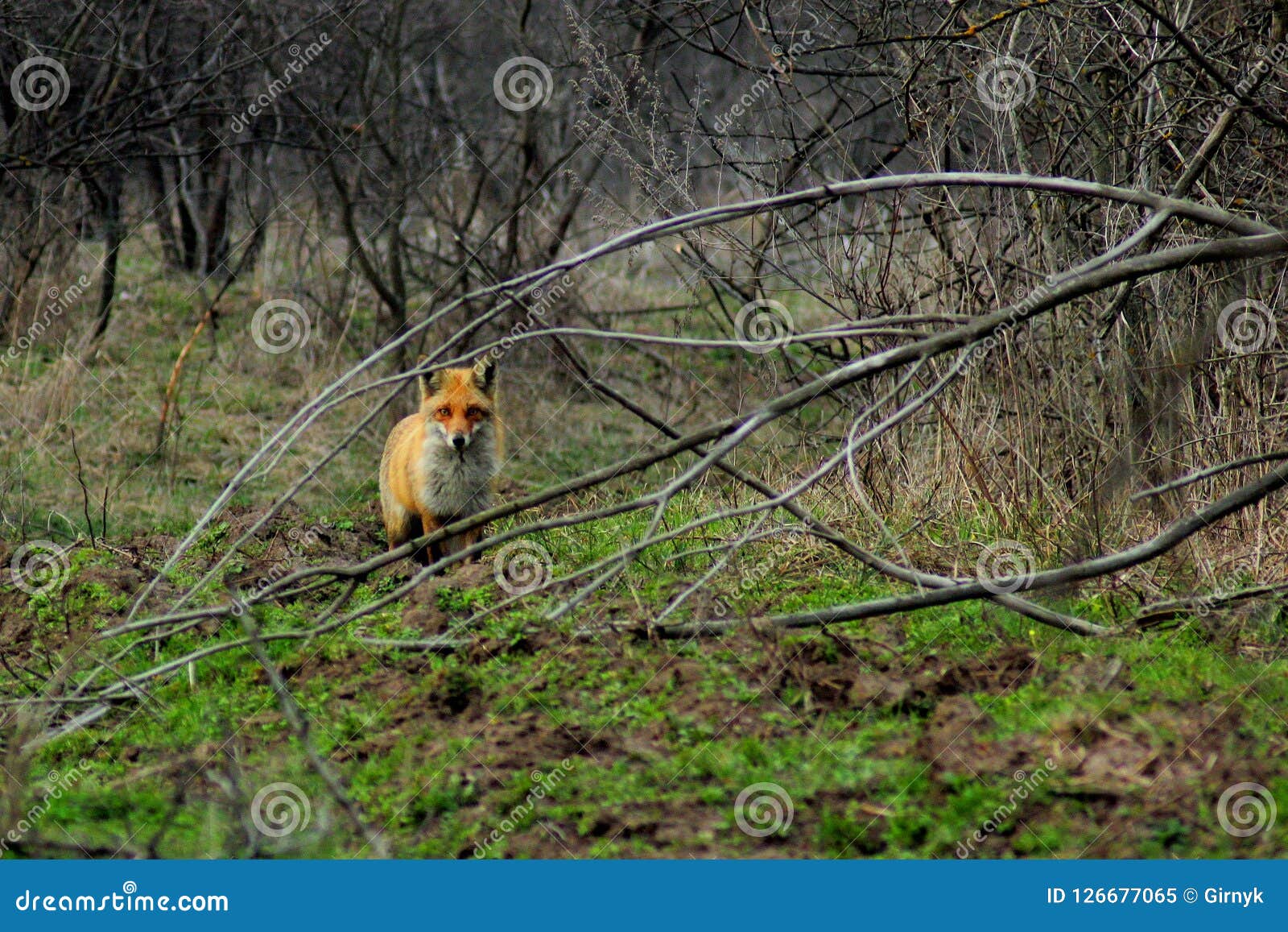 A Fox in the Spring Forest. Stock Image - Image of biomass, natural ...