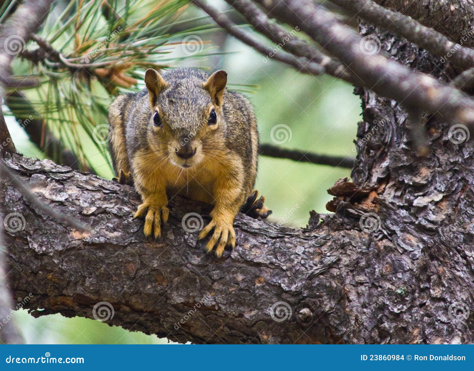 Fox Squirrel stock photo. Image of pine, colorado, outdoors - 23860984