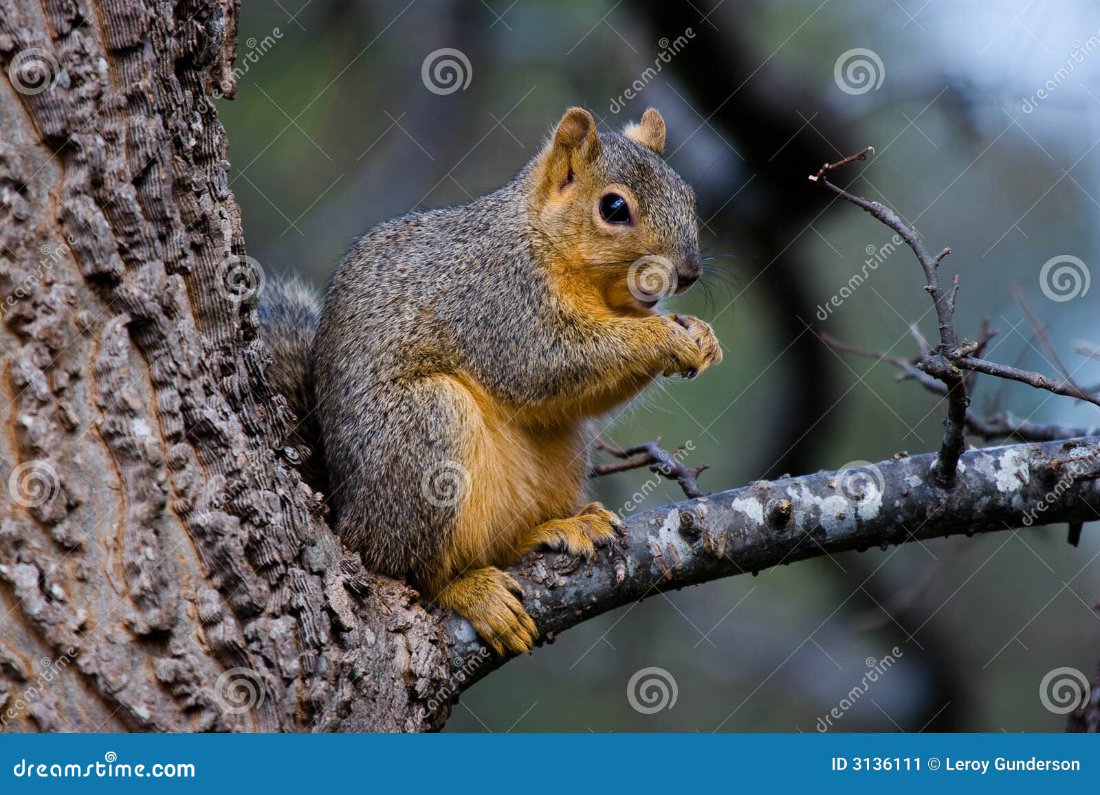 Fox Squirrel stock image. Image of squirrel, grey, feeding - 3136111