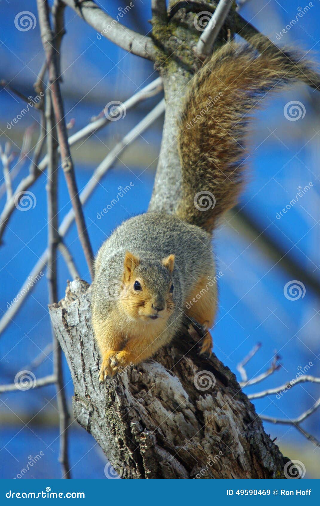 Tails And Hind Torso Of Two African Rhinos. Wild African Animals ...