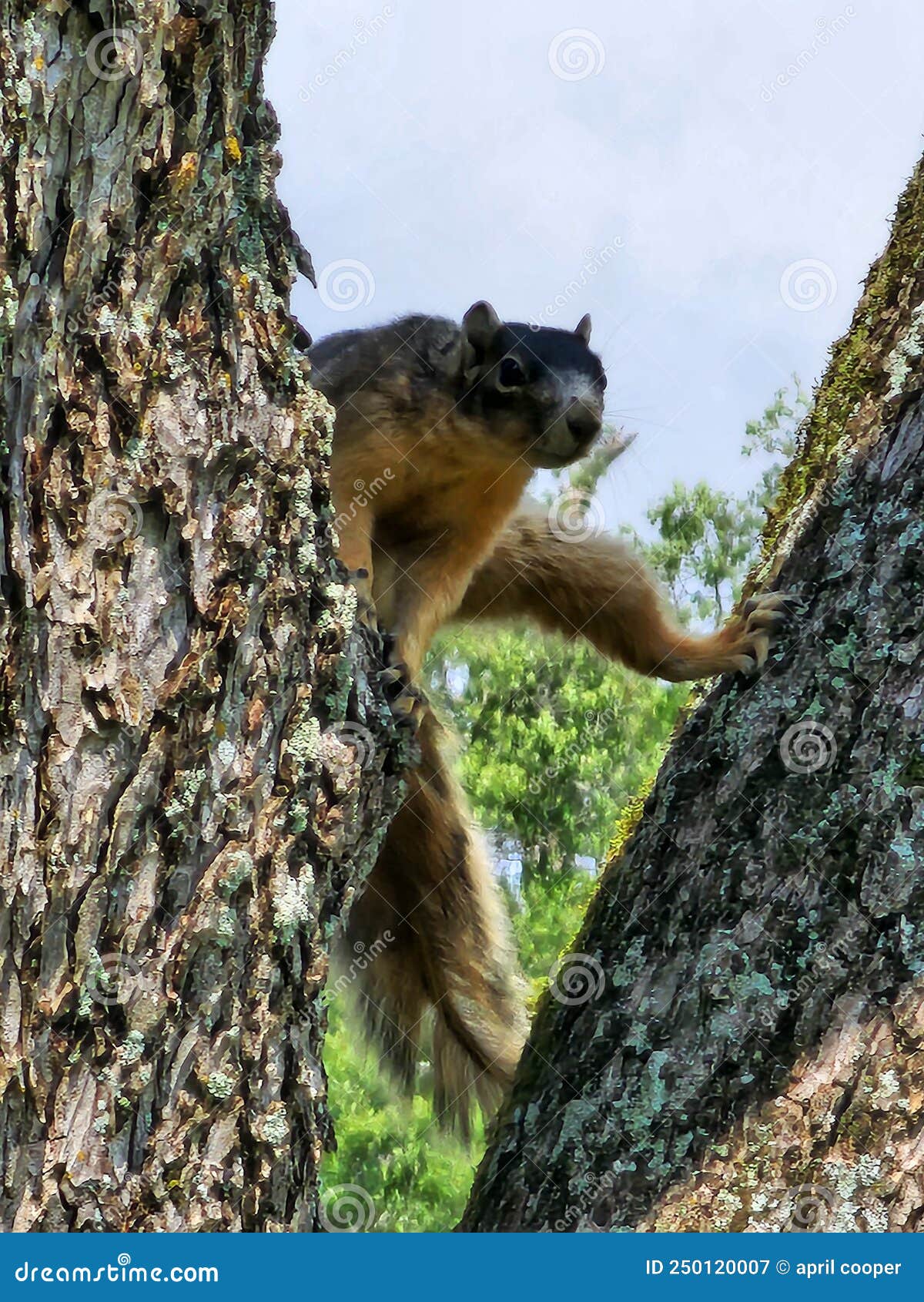 Fox Squirrel Brings Good Luck Stock Image - Image of monkey, tree ...