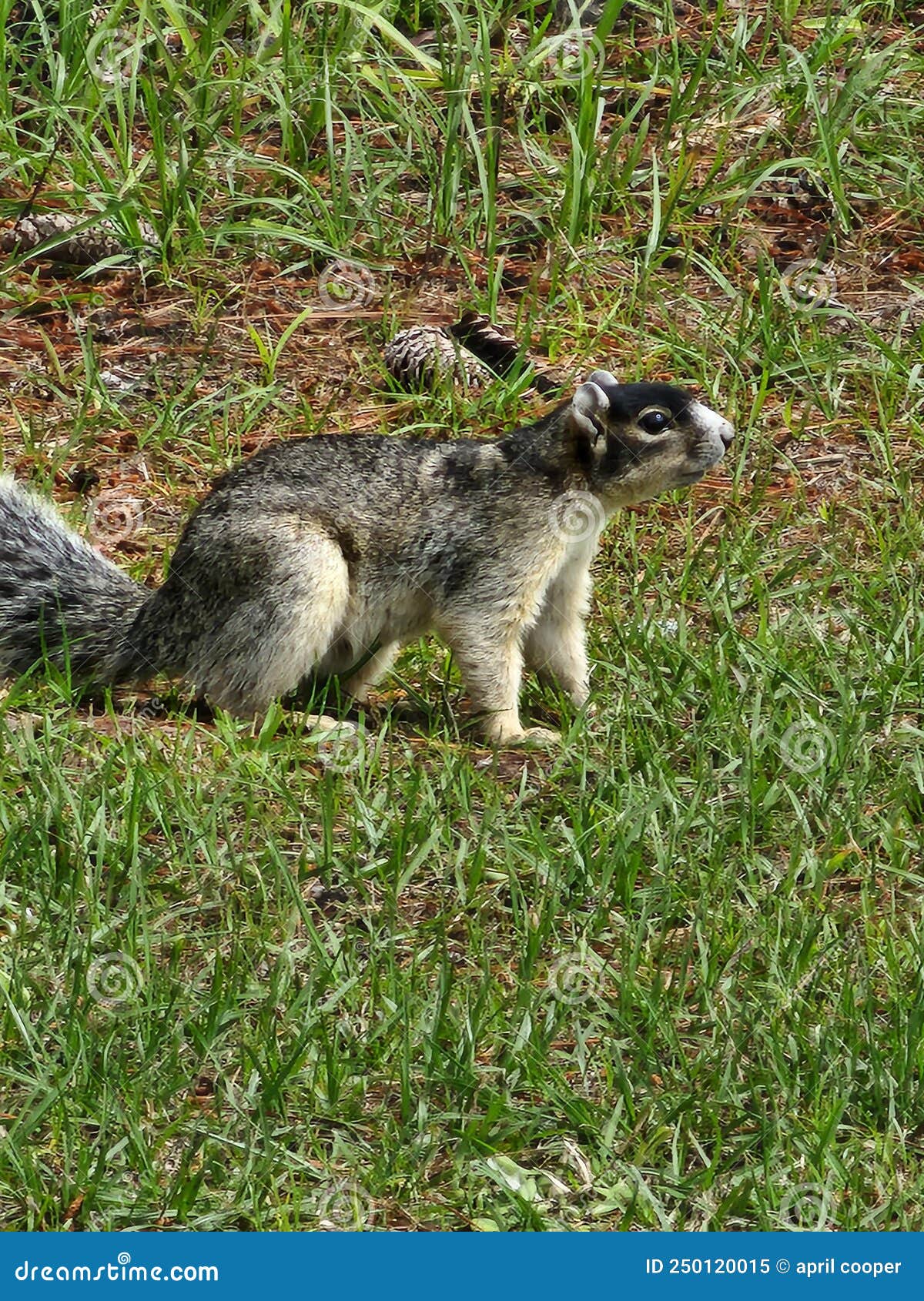 Fox Squirrel Brings Good Luck Stock Image - Image of grass, nature ...