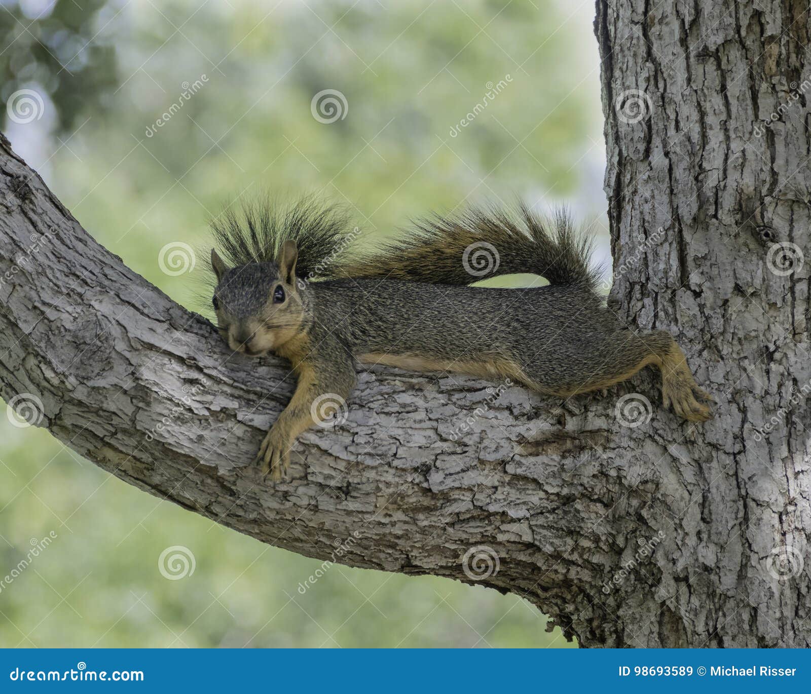 Fox Squirrel stock image. Image of addison, nature, tree - 98693589
