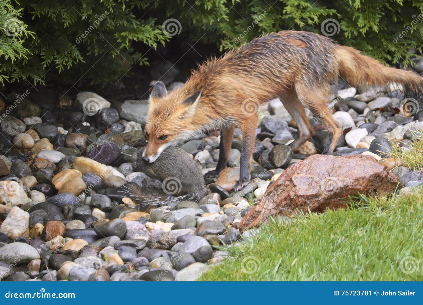 Fox with a squirrel dinner stock image. Image of squirrel - 75723781