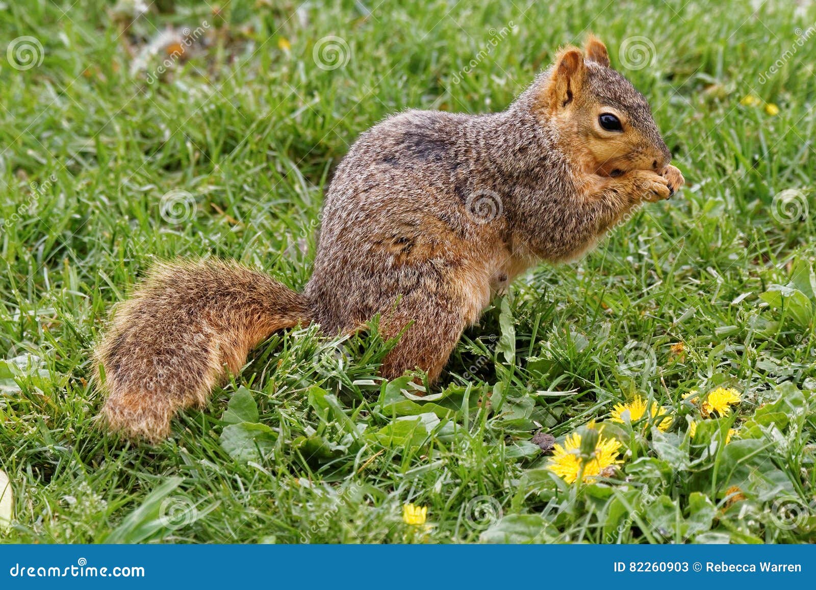 Fox Squirrel in the Grass stock image. Image of iowa - 82260903