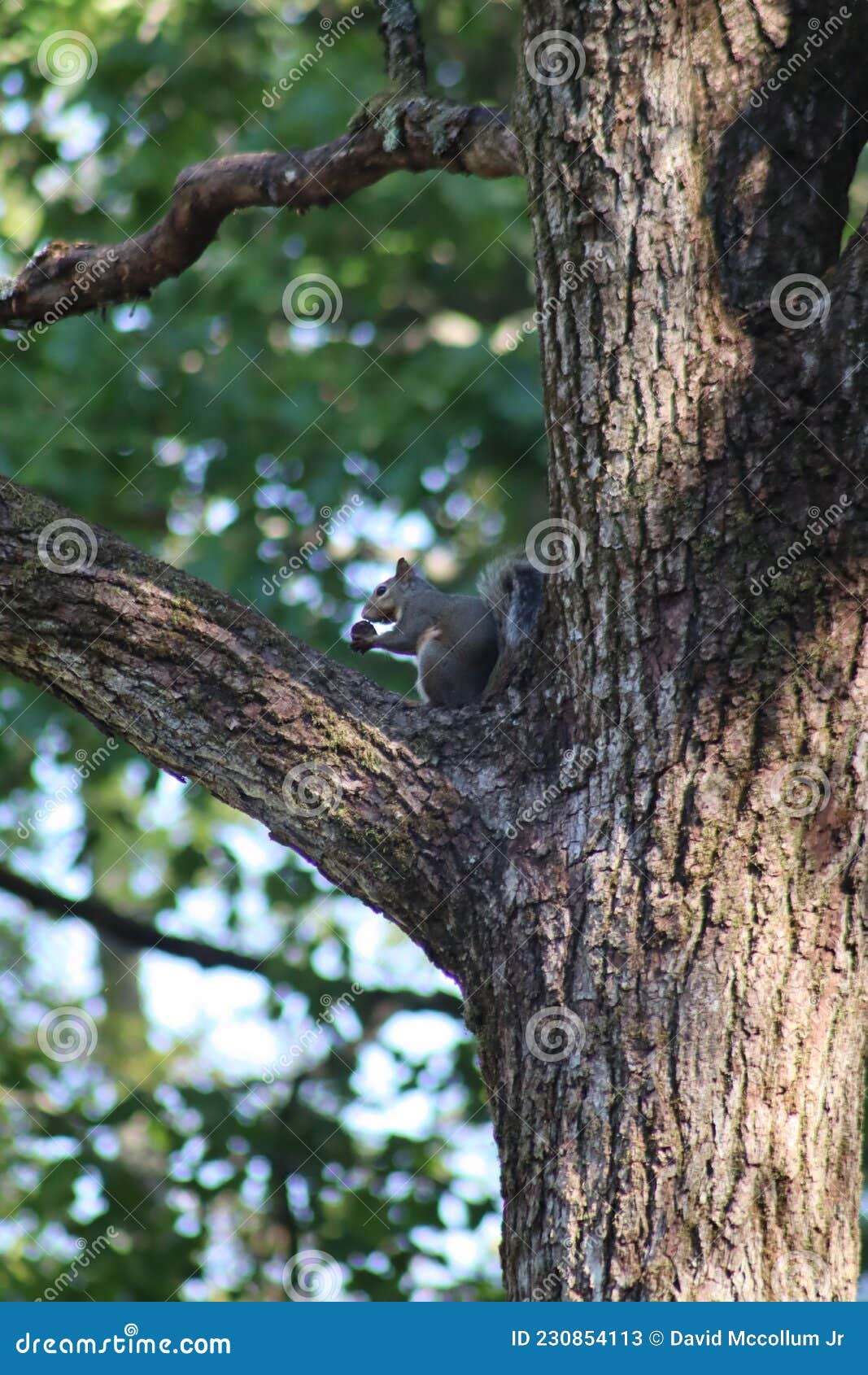 Fox Squirrel, Indiana, 2021 Stock Image - Image of animal, perched ...