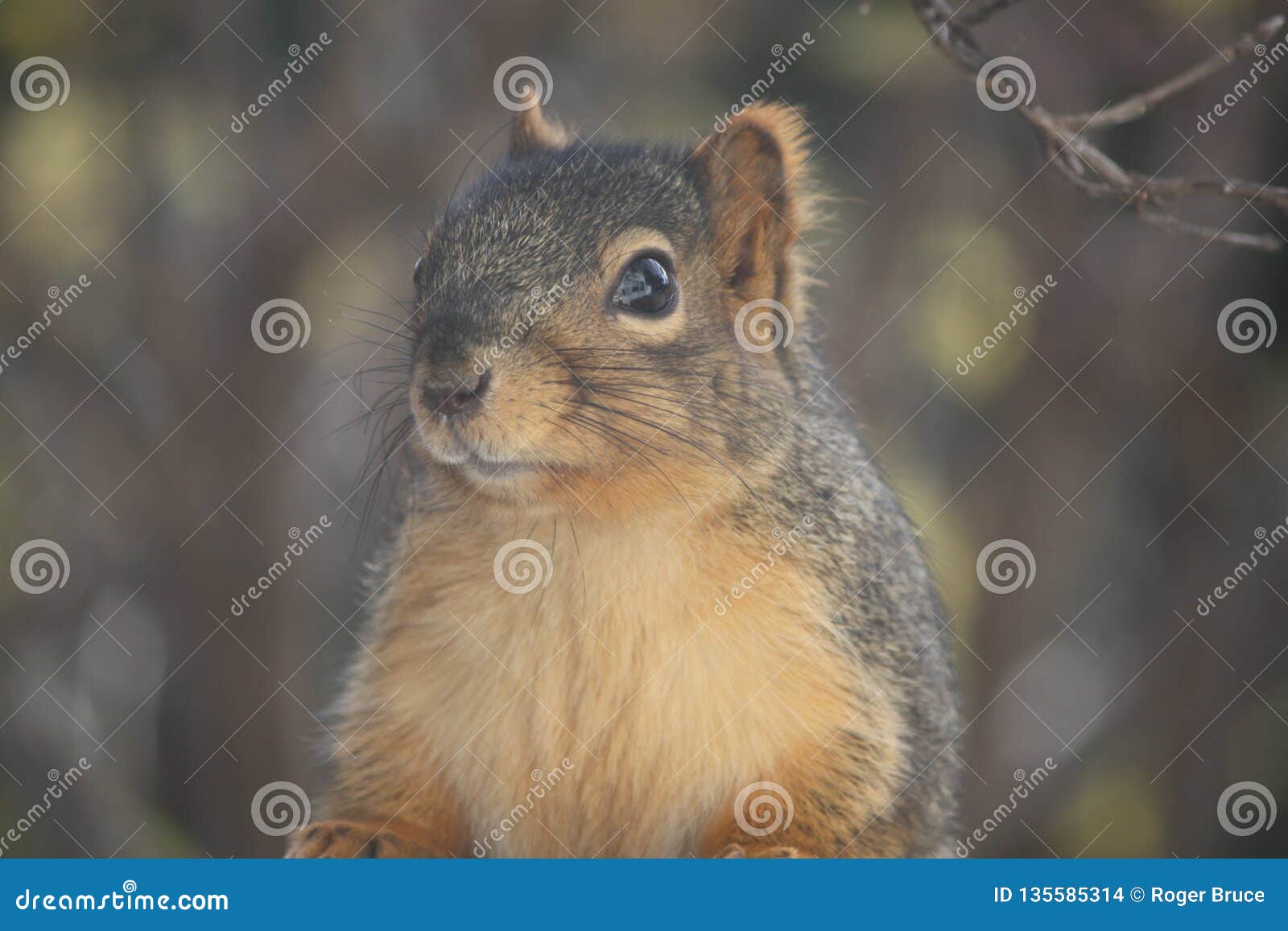 Fox Squirrel stock photo. Image of iowa, nature, midwest - 135585314