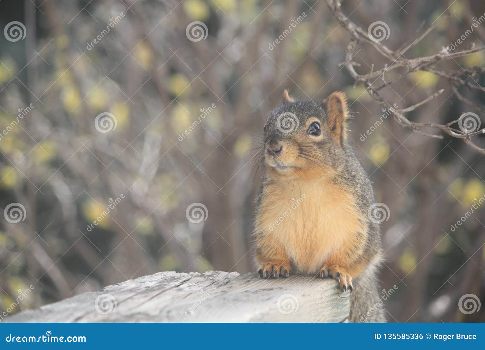 Fox Squirrel stock photo. Image of wildlife, iowa, squirrel - 135585336