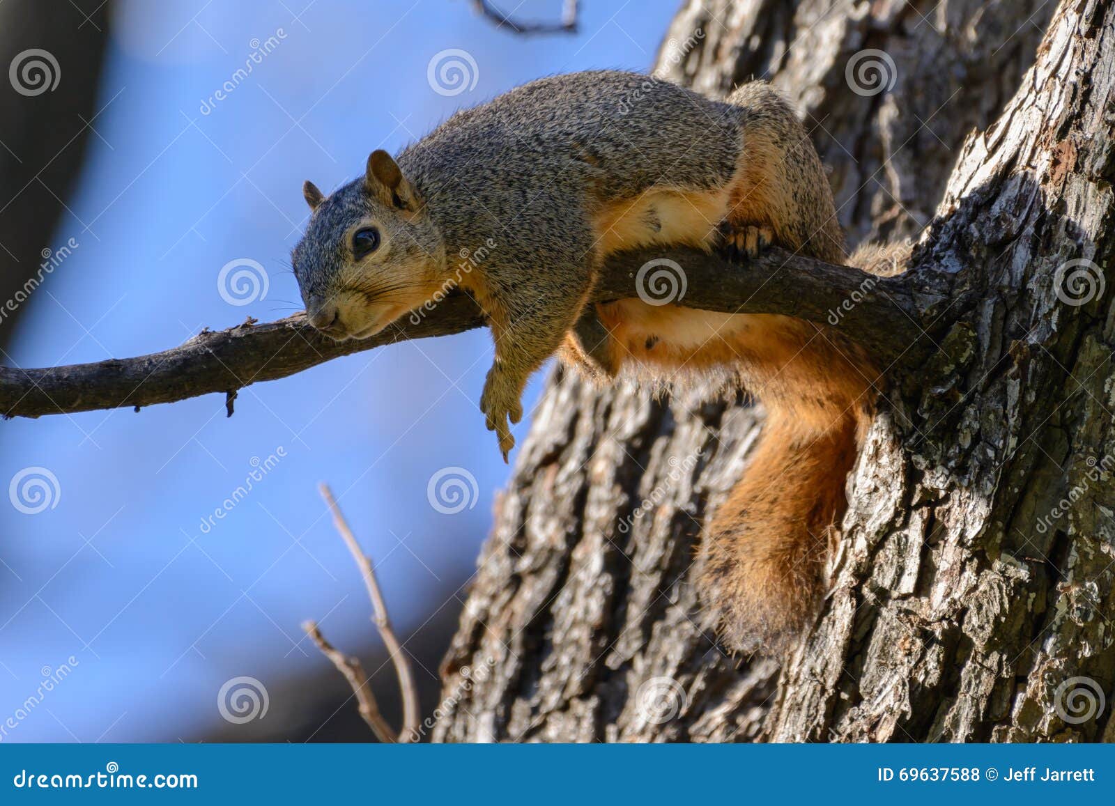 Fox Squirrel Laying on Branch Flipping Off Camera Stock Photo - Image ...