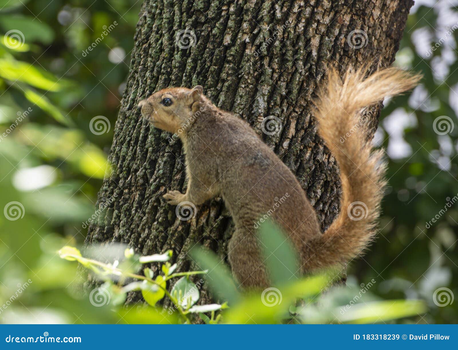 A Fox Squirrel Pausing Warily As it Climbs a Tree in Dallas, Texas ...