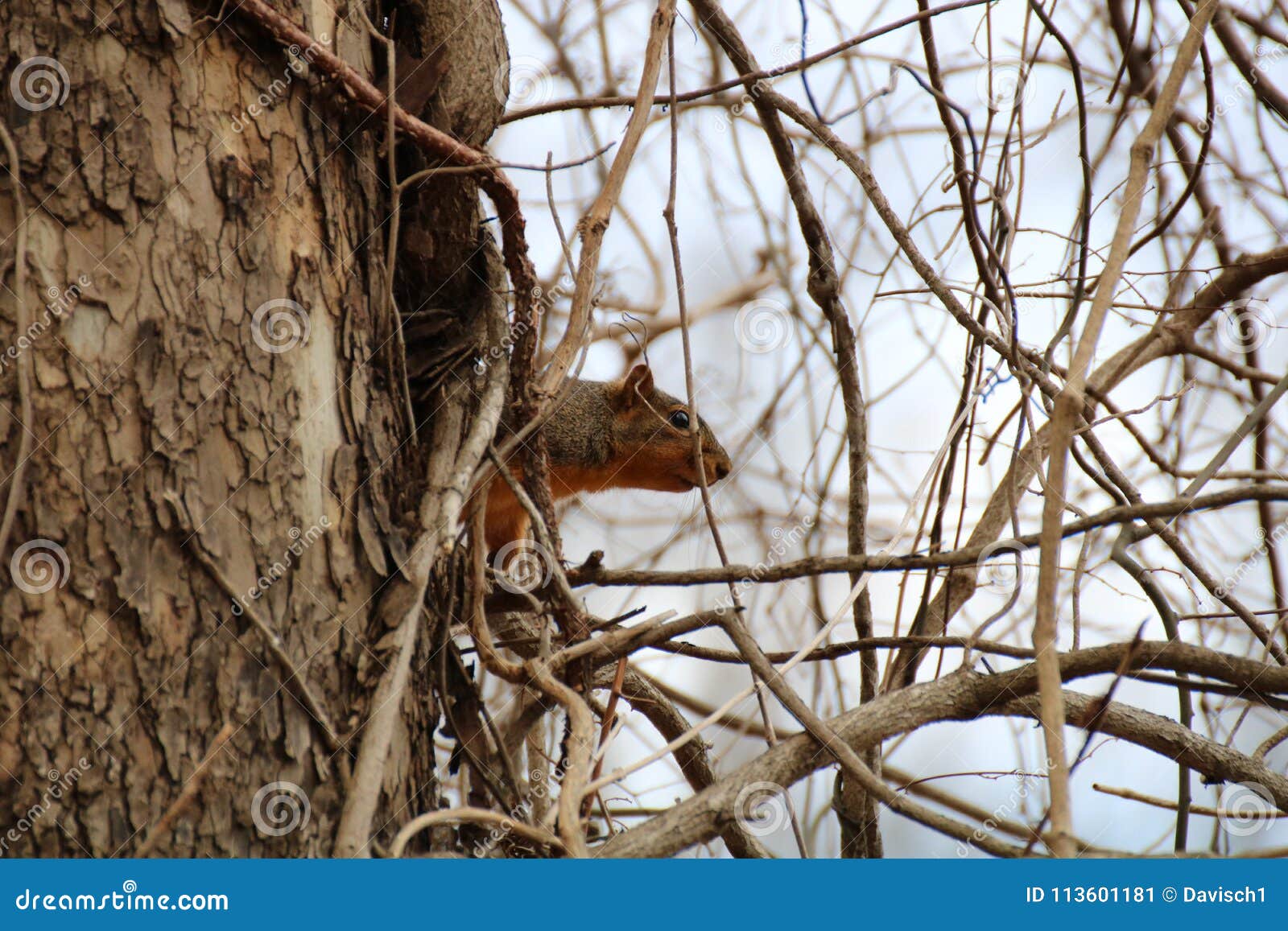 Fox Squirrel Peaking Around Tree. Stock Image - Image of peaking ...
