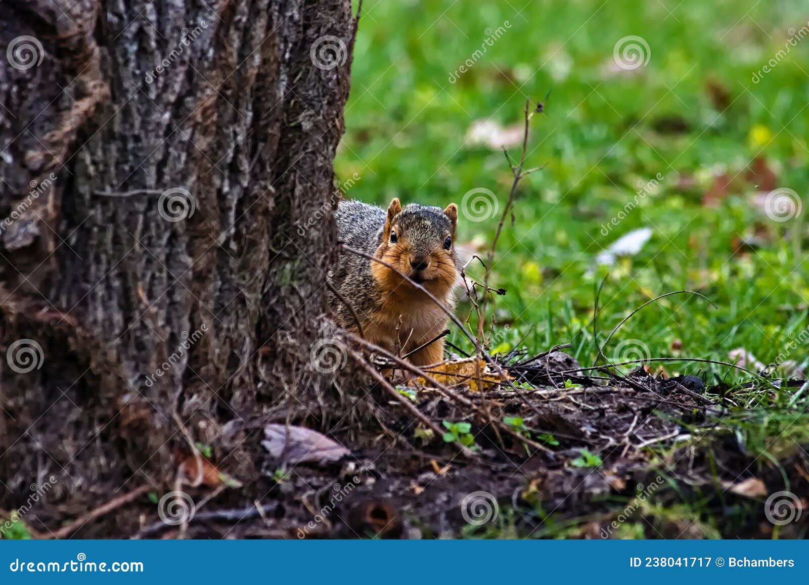 Fox Squirrel Peeking from Behind a Tree. Stock Image - Image of ready ...
