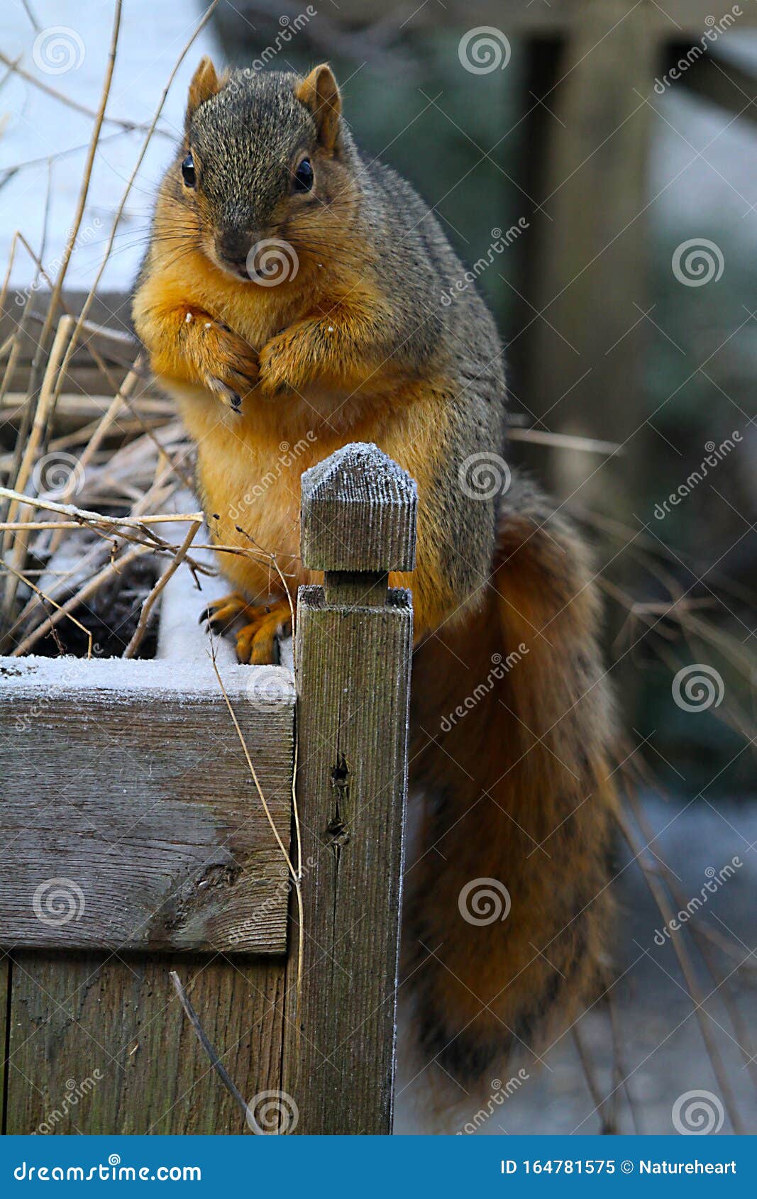 Chubby, Cuddly Fox Squirrel Stock Image - Image of eastern, bryants ...