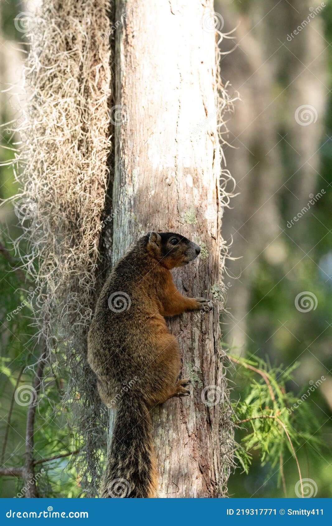 Fox Squirrel Sciurus Niger on a Pine Tree Stock Image - Image of animal ...