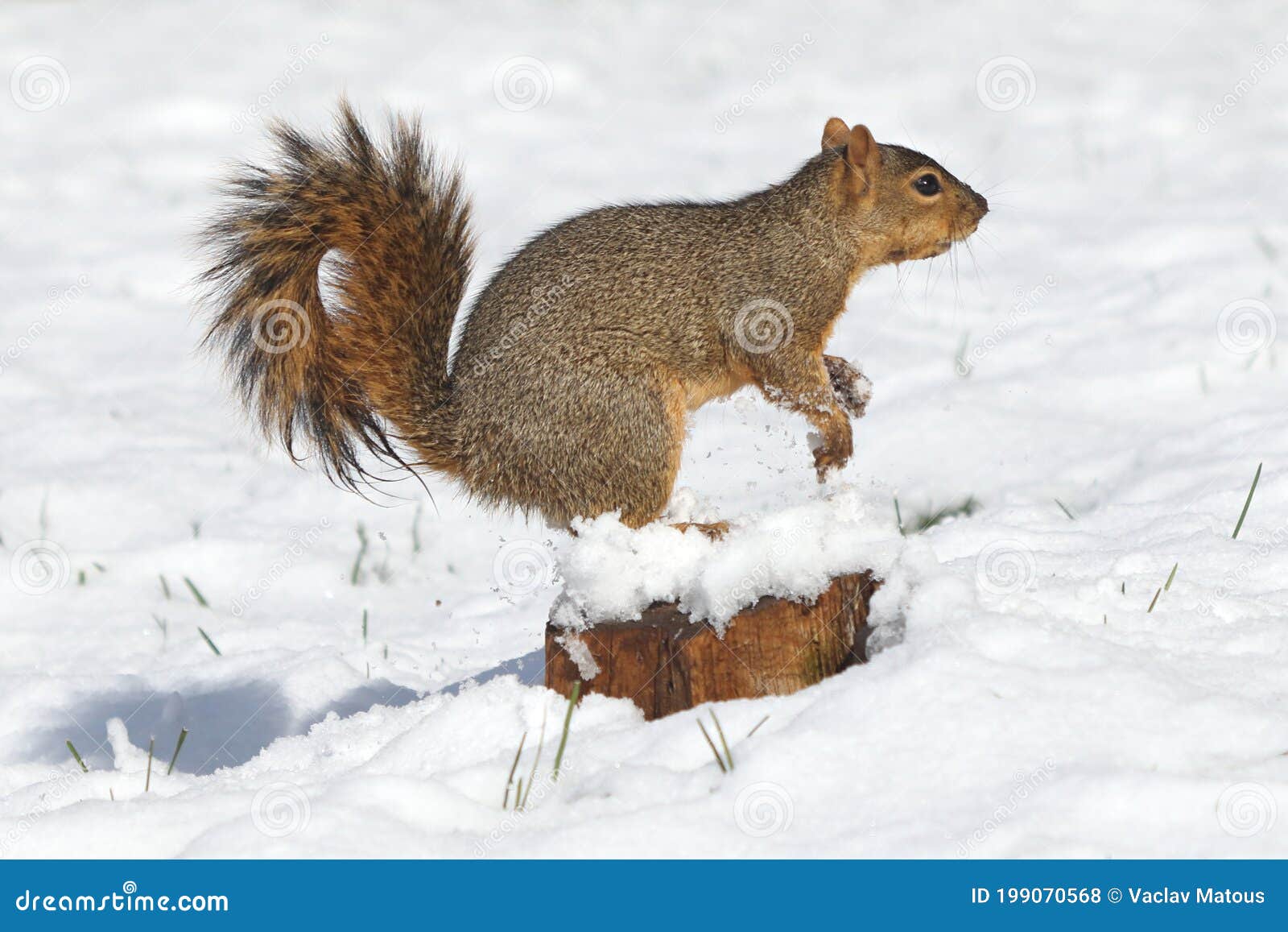 Fox Squirrel, Sciurus Niger, Sitting on Snowy Stump and Scrabbling Snow ...