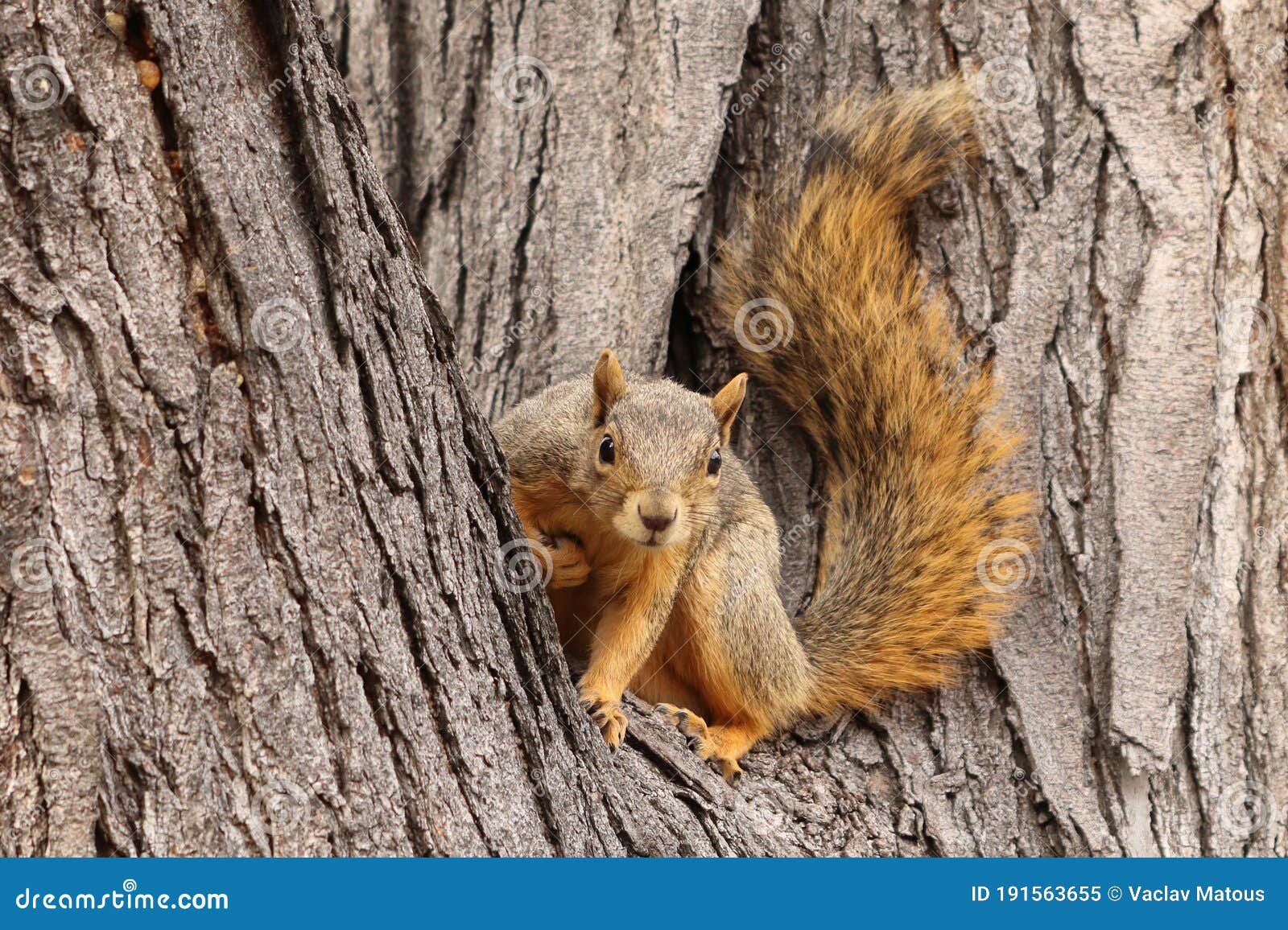Fox Squirrel, Sciurus Niger, Sitting on Tree and Posing Its Fluffy Tail ...