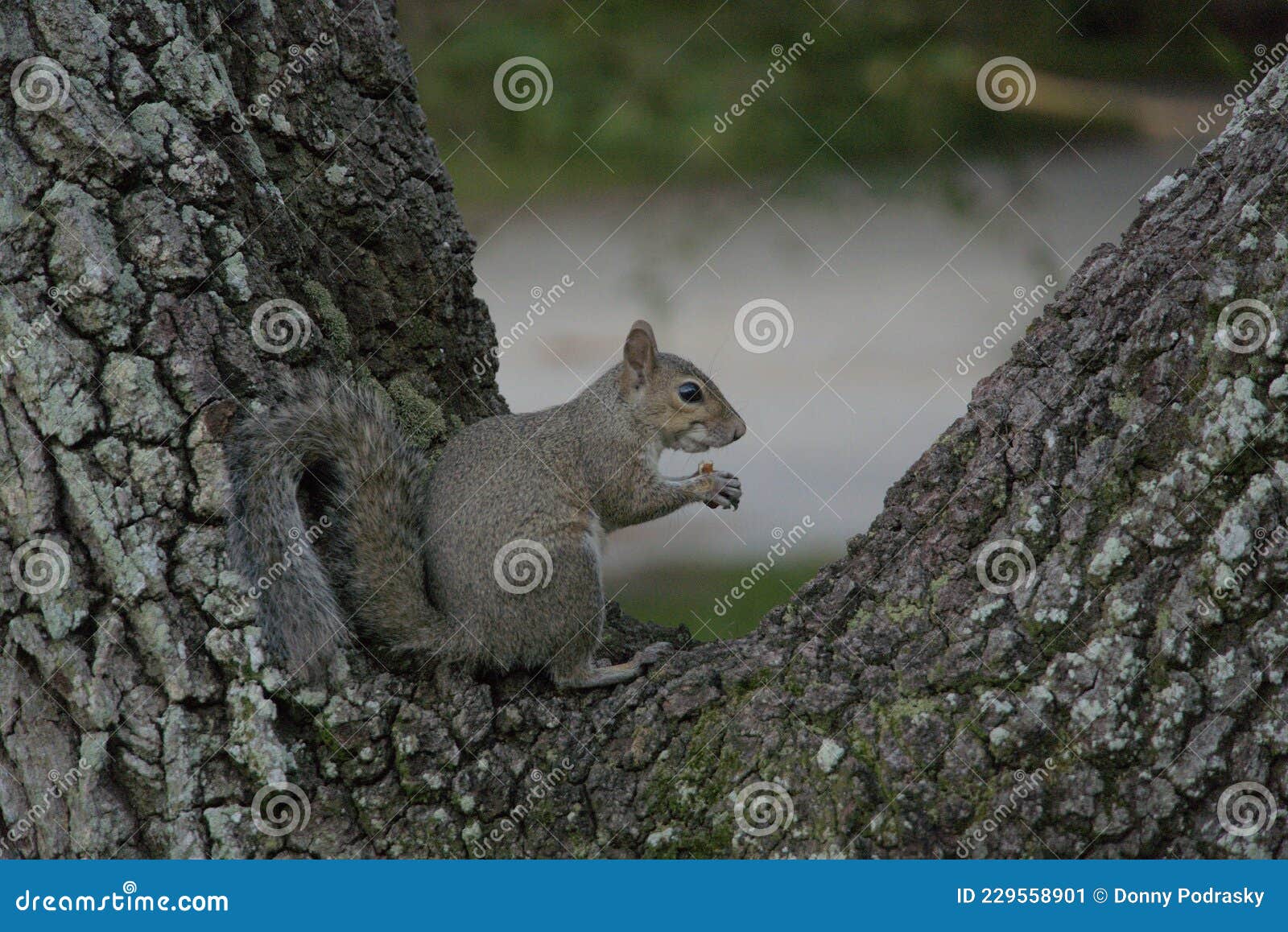 Fox Squirrel Sitting in Oak Tree Stock Image - Image of animal, tree ...