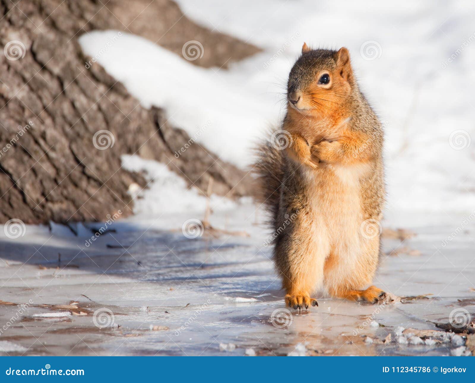 Fox squirrel in winter stock photo. Image of ground - 112345786